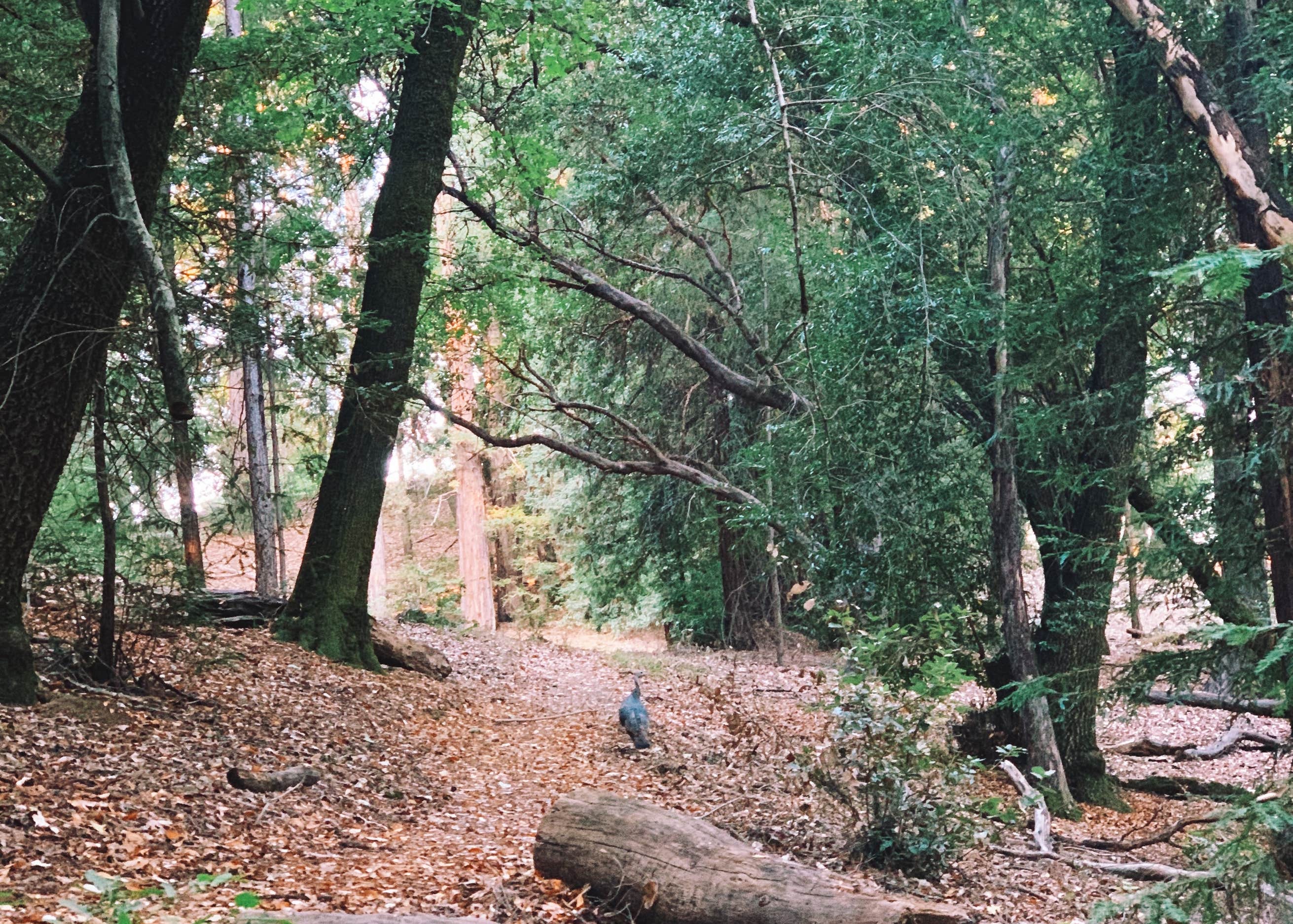 Bullfrog Pond Campground - TEMPORARILY CLOSED Camping | The Dyrt