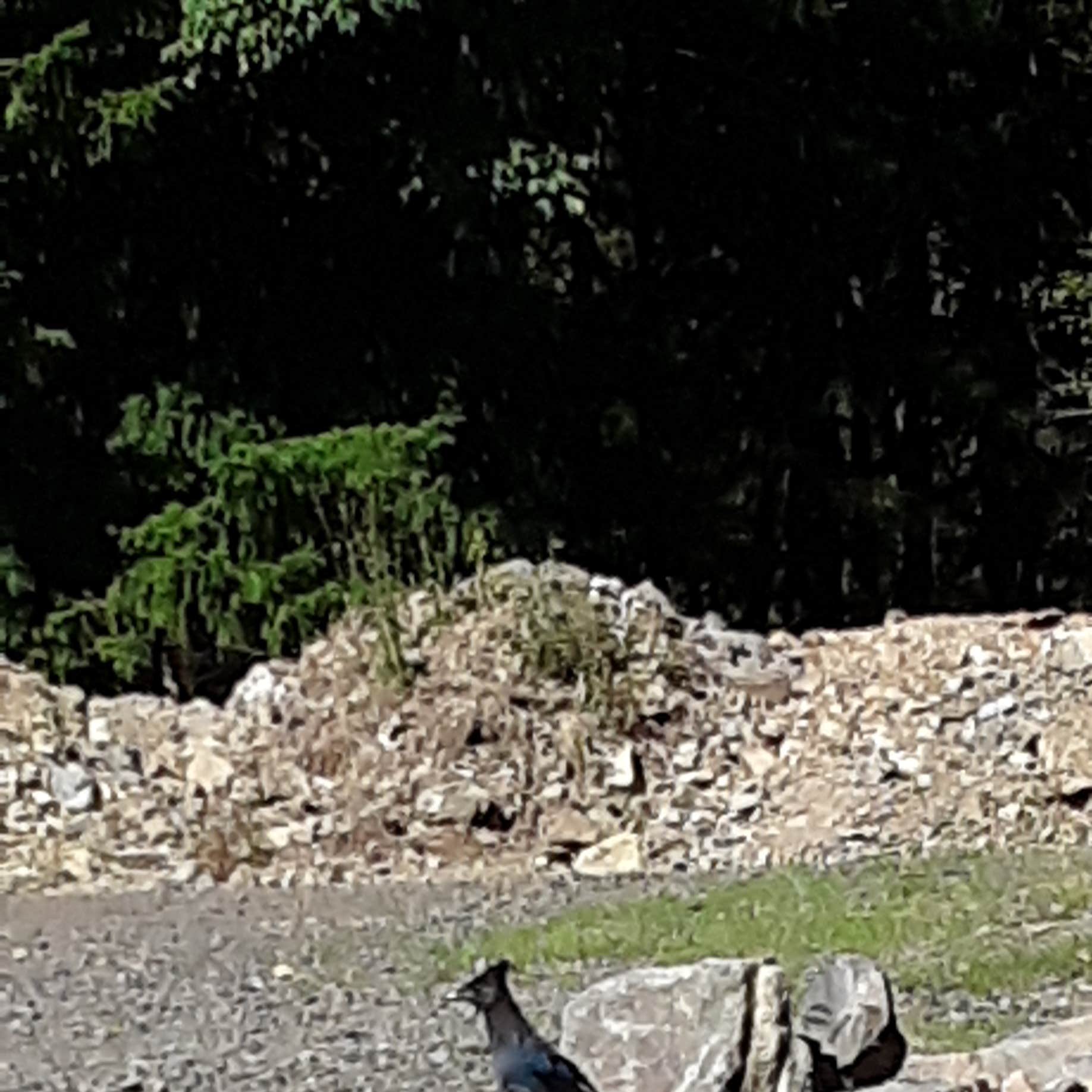 Quartzville Recreation Corridor Camping | The Dyrt