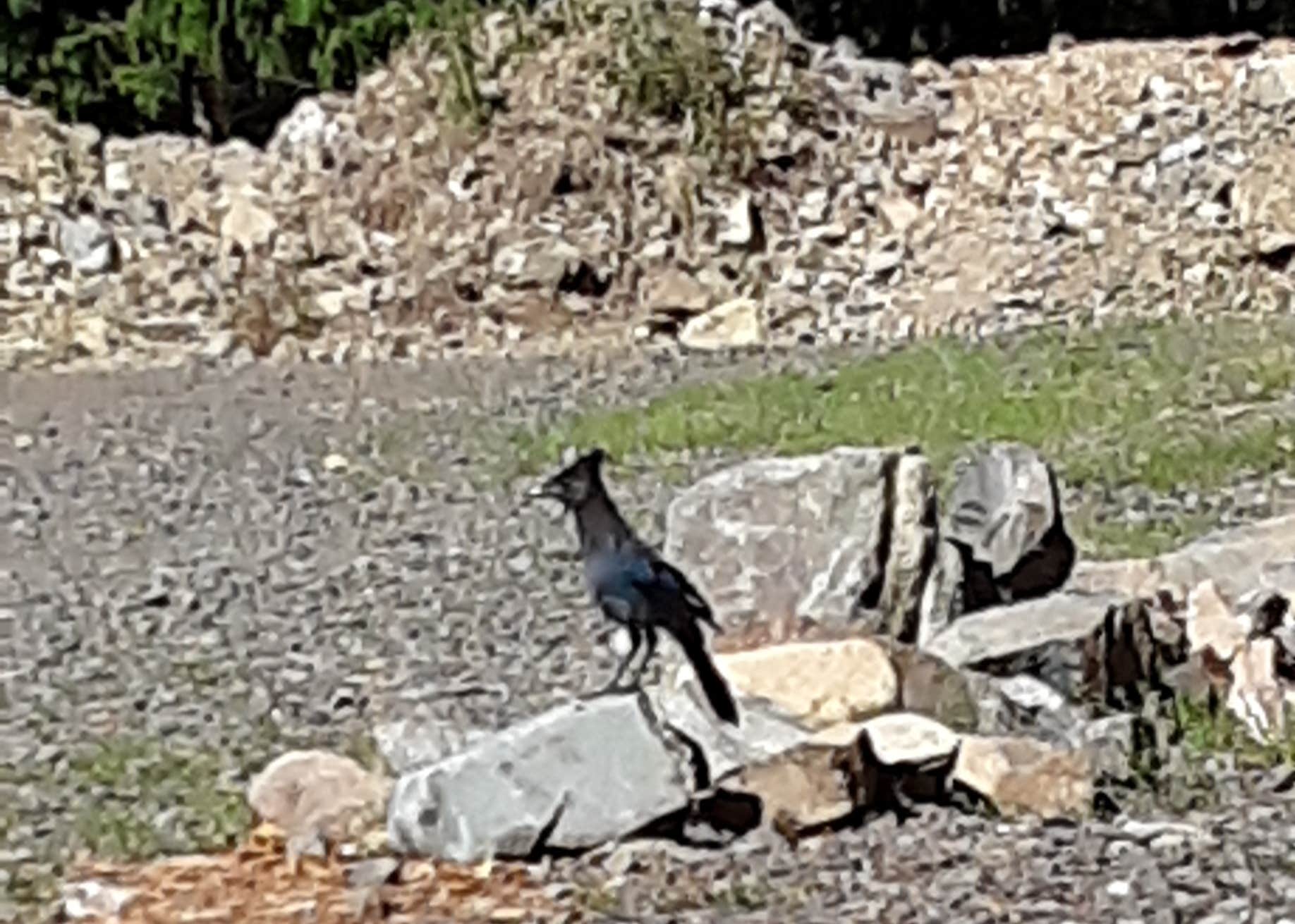 Quartzville Recreation Corridor Camping | The Dyrt