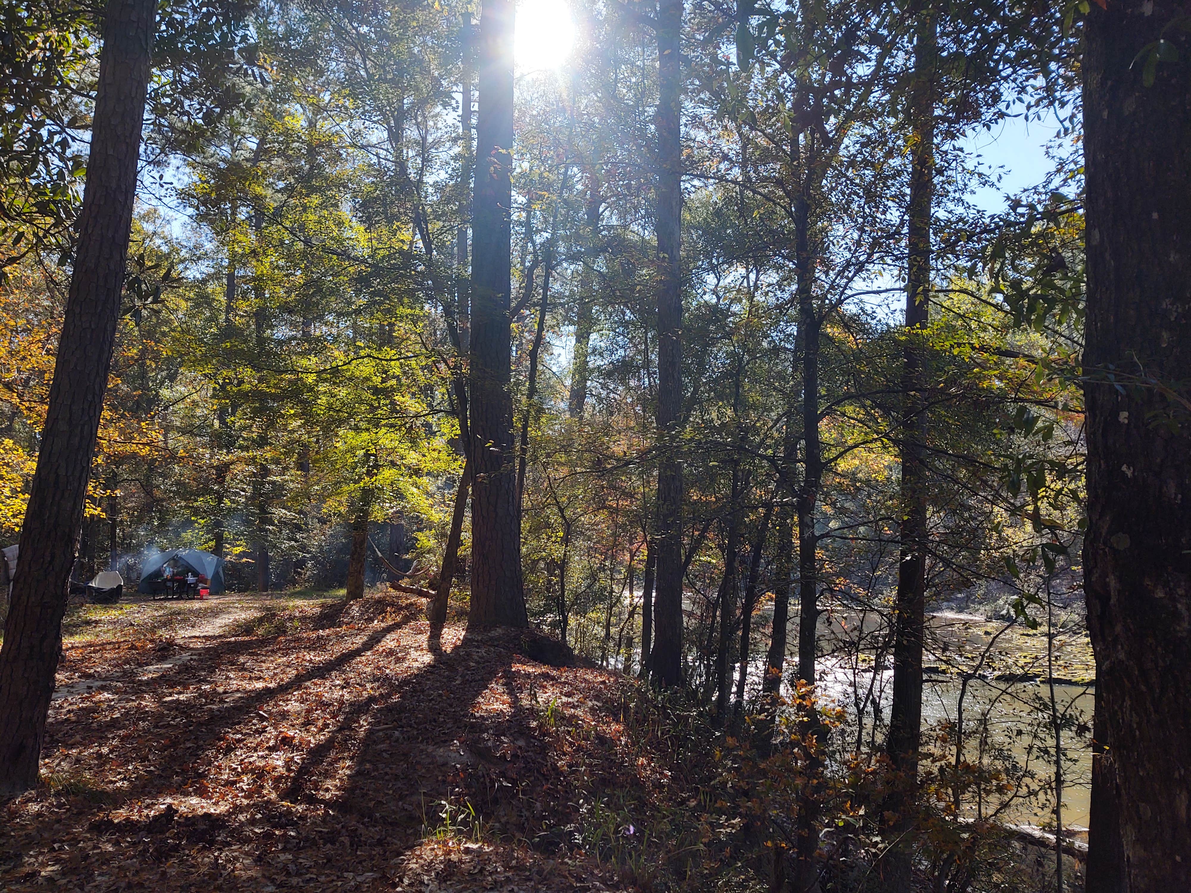 Kisatchie Bayou Complex Camping | Provencal, LA