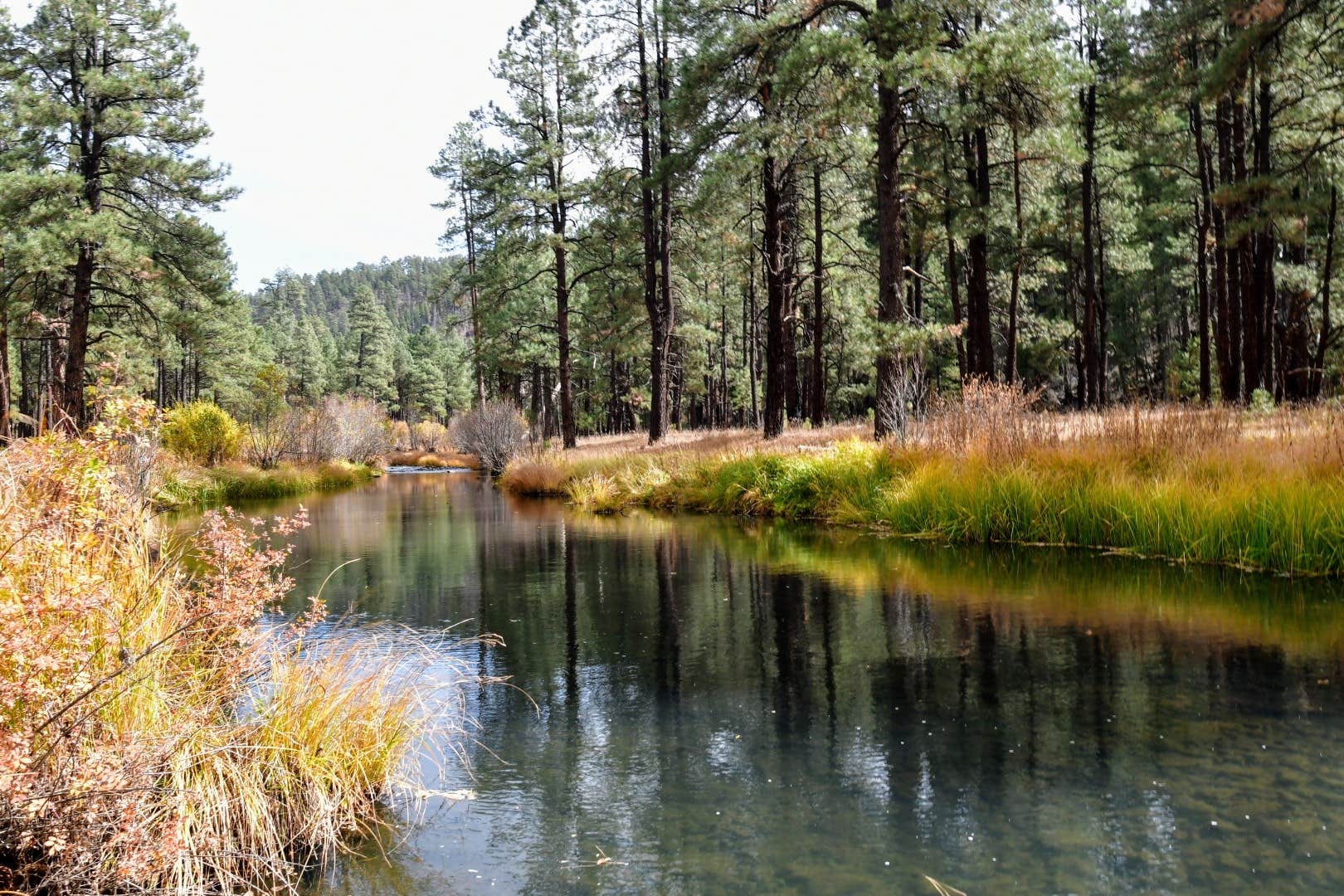 Apache National Forest Luna Lake Campground | Alpine, AZ