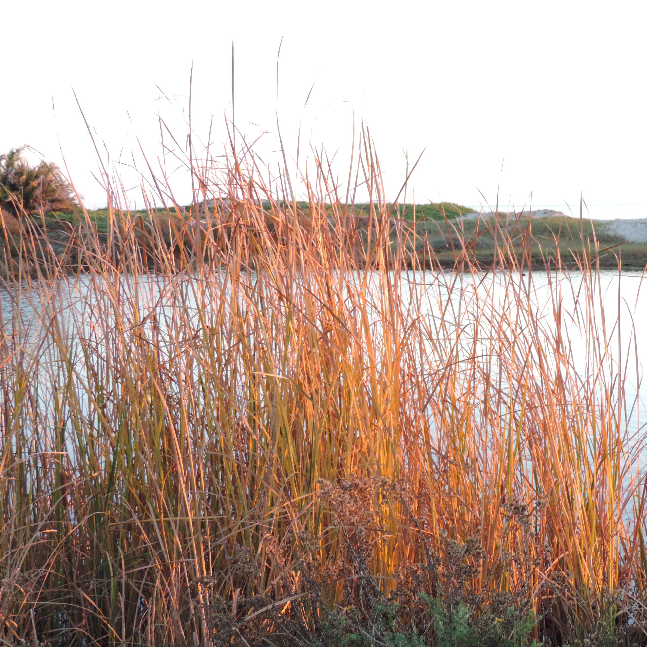 Carpinteria State Beach Camping | The Dyrt