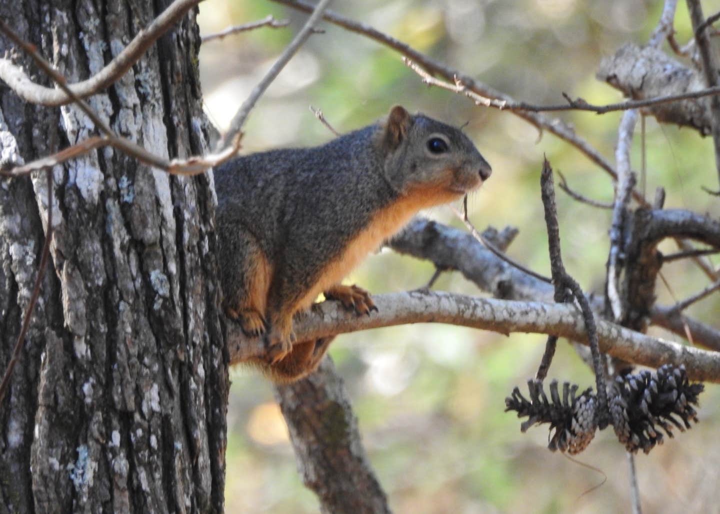 Sam Houston National Forest Cagle Recreation Area Camping | The Dyrt