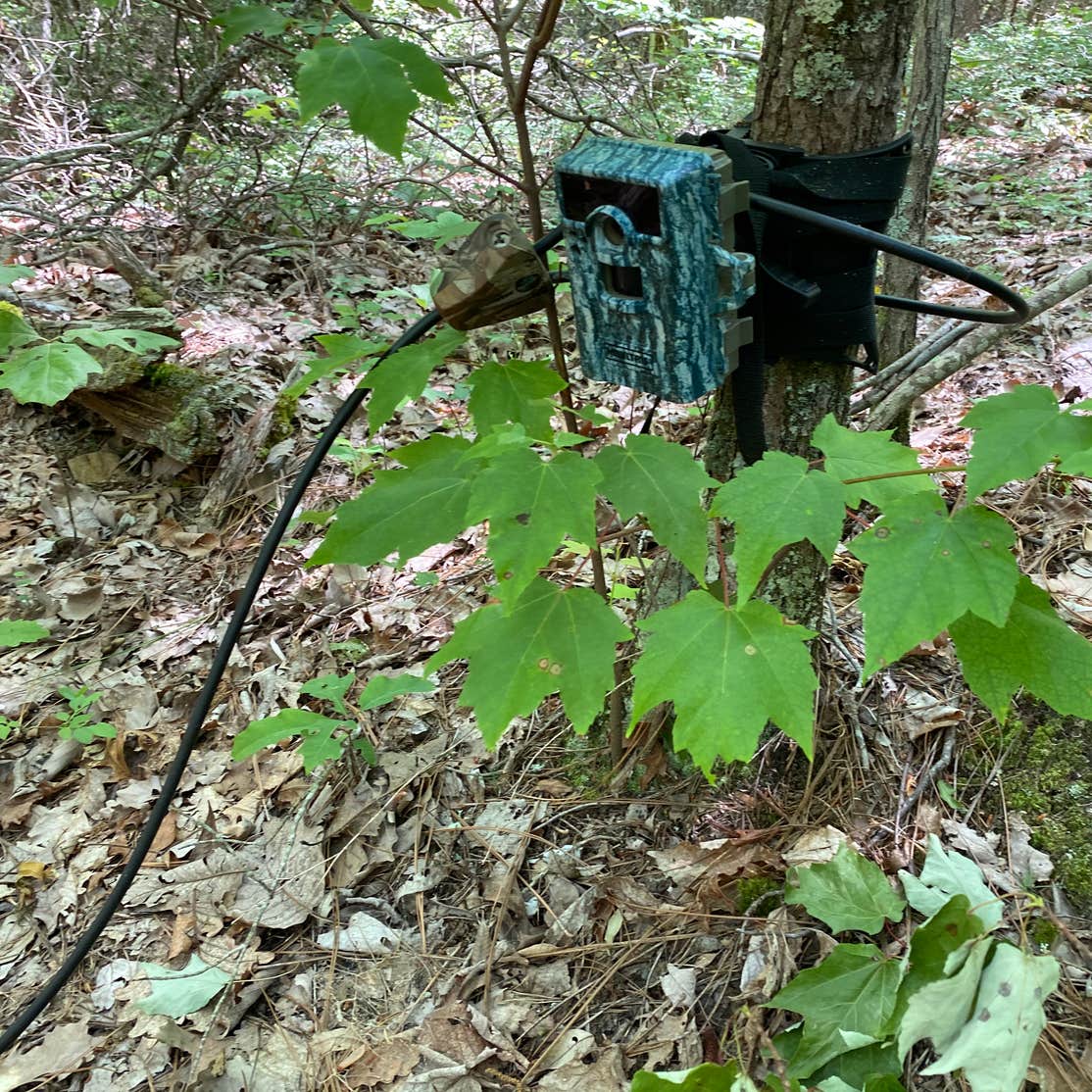 Pinhoti and Skyway Loop Intersection Campground | Lineville, Alabama