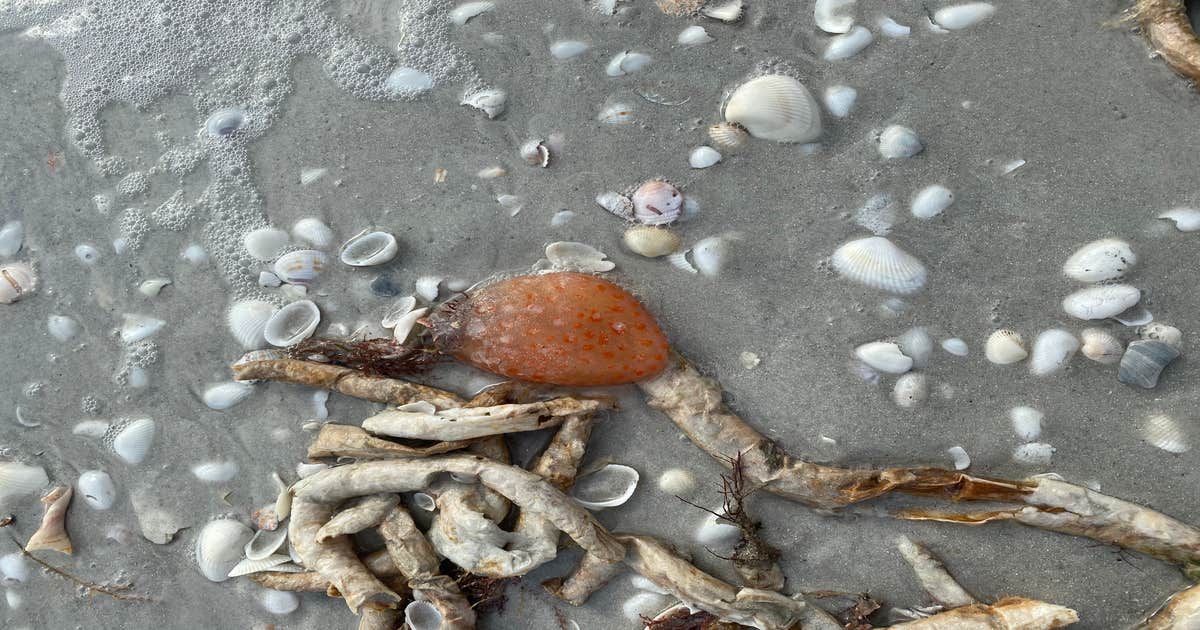 Periwinkle Park | Sanibel, FL