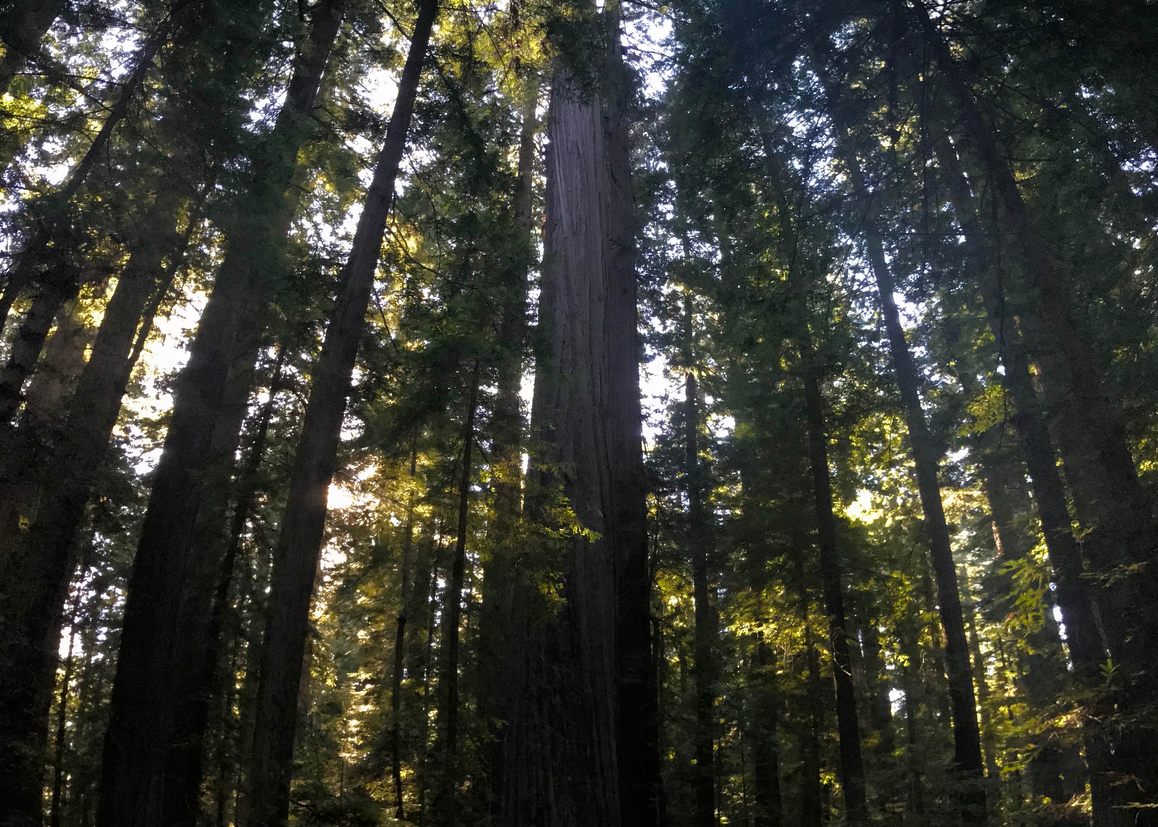 Hidden Springs Campground Camping | The Dyrt