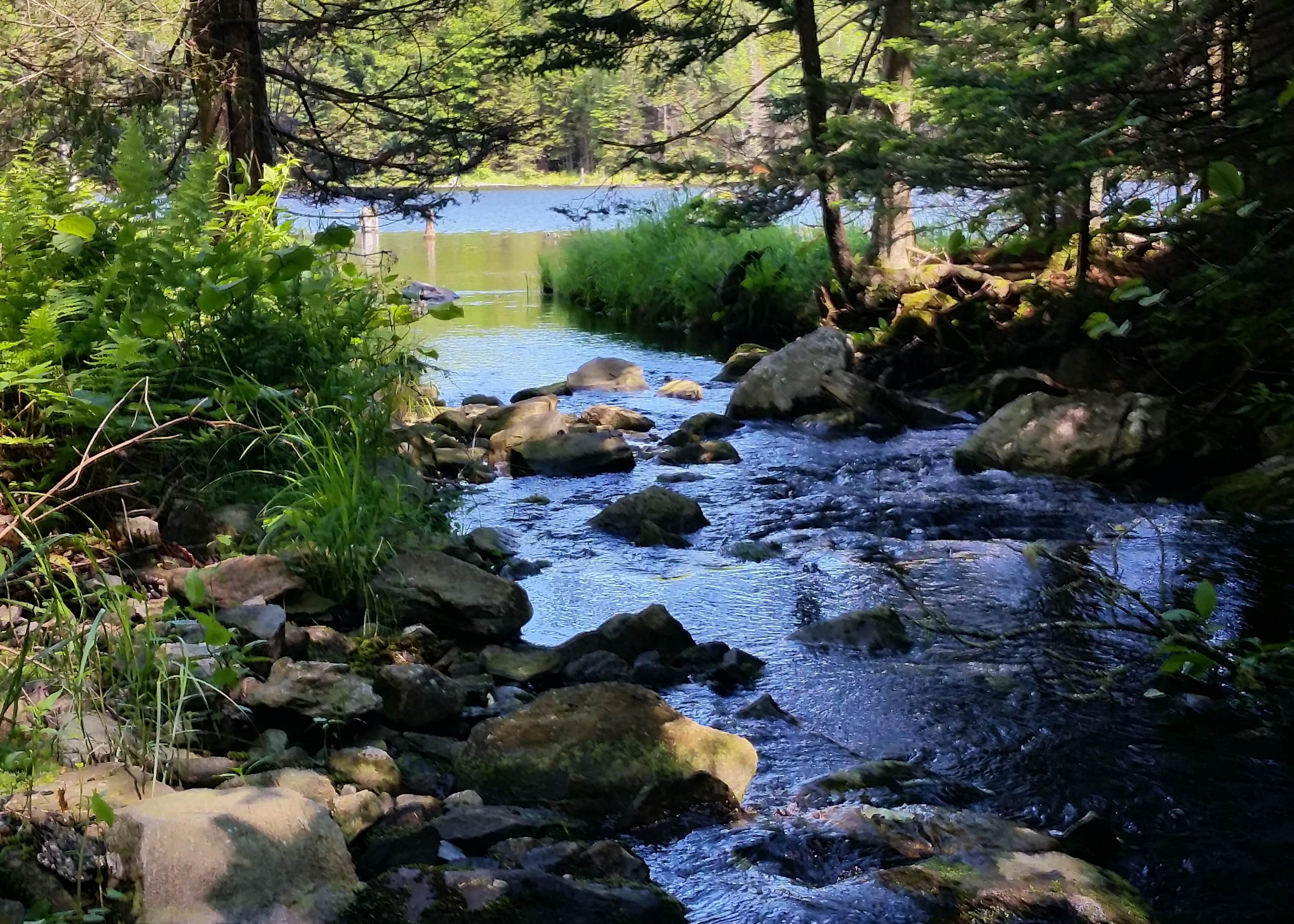 Woodford State Park Camping | The Dyrt