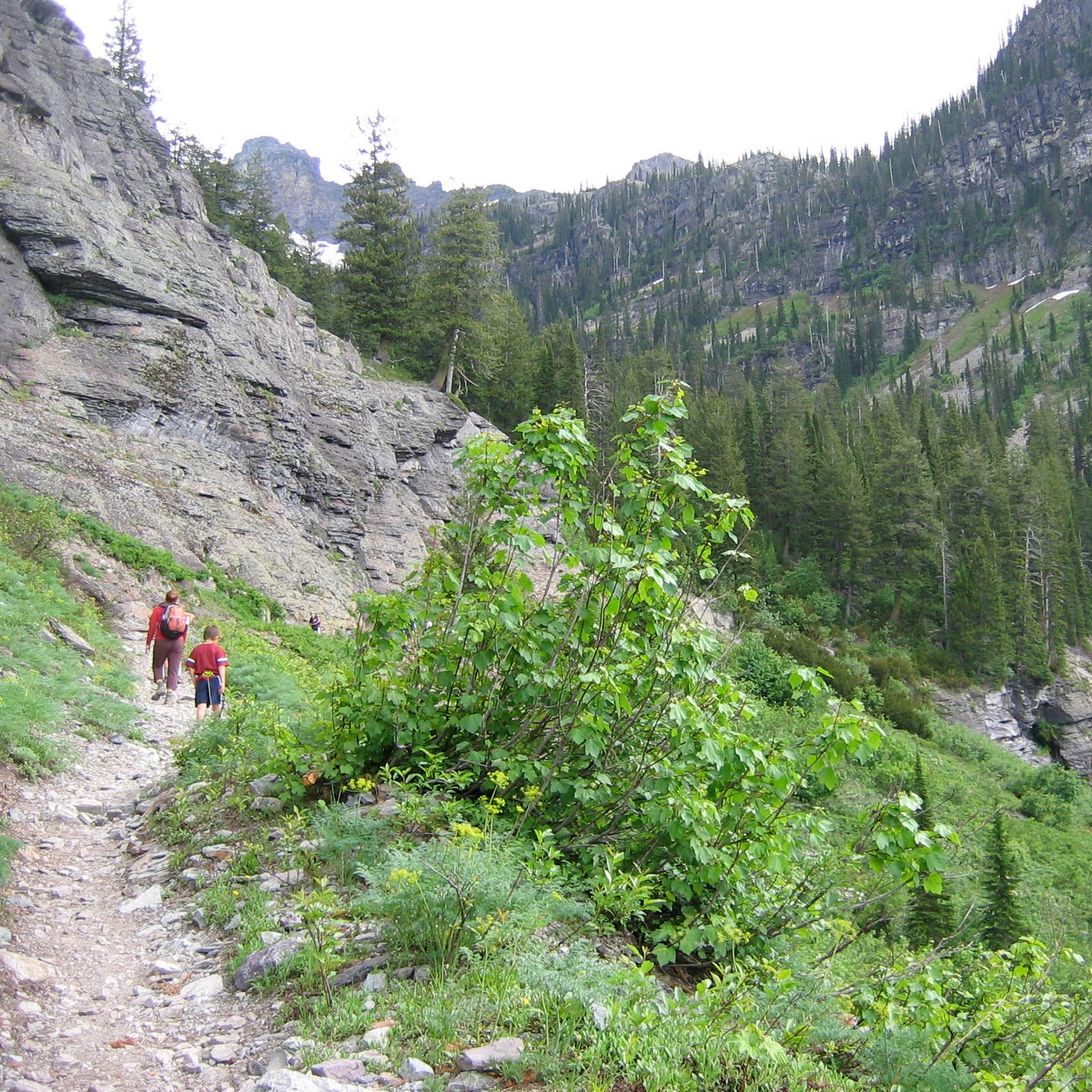 Sperry Chalet Campground Camping | The Dyrt