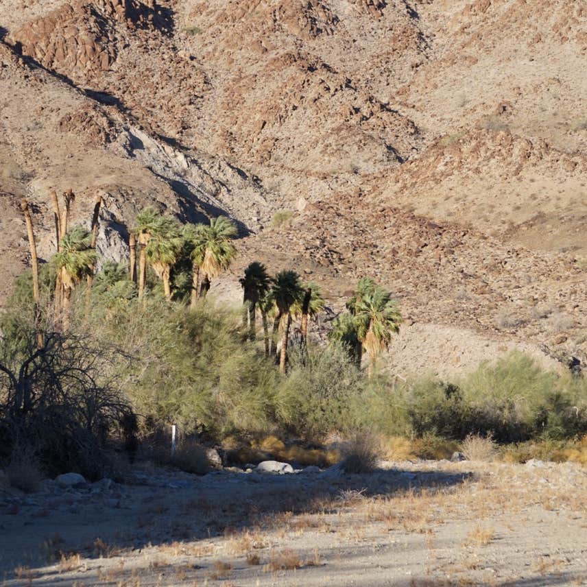 Corn Springs Campground | Niland, California