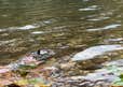 Kyles Landing Campground - Buffalo National River Camping | The Dyrt