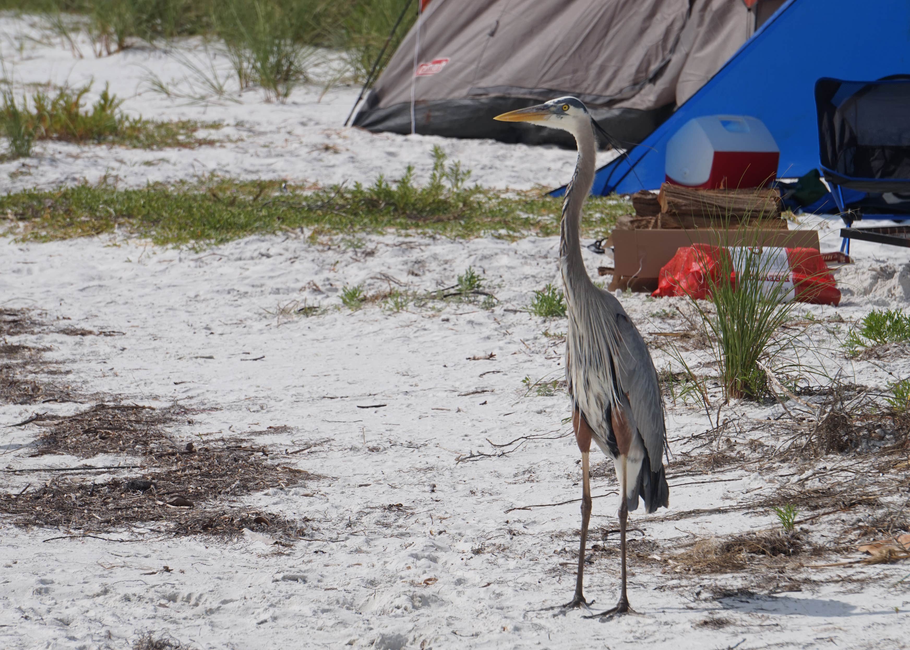 Shell Key Preserve Camping | The Dyrt