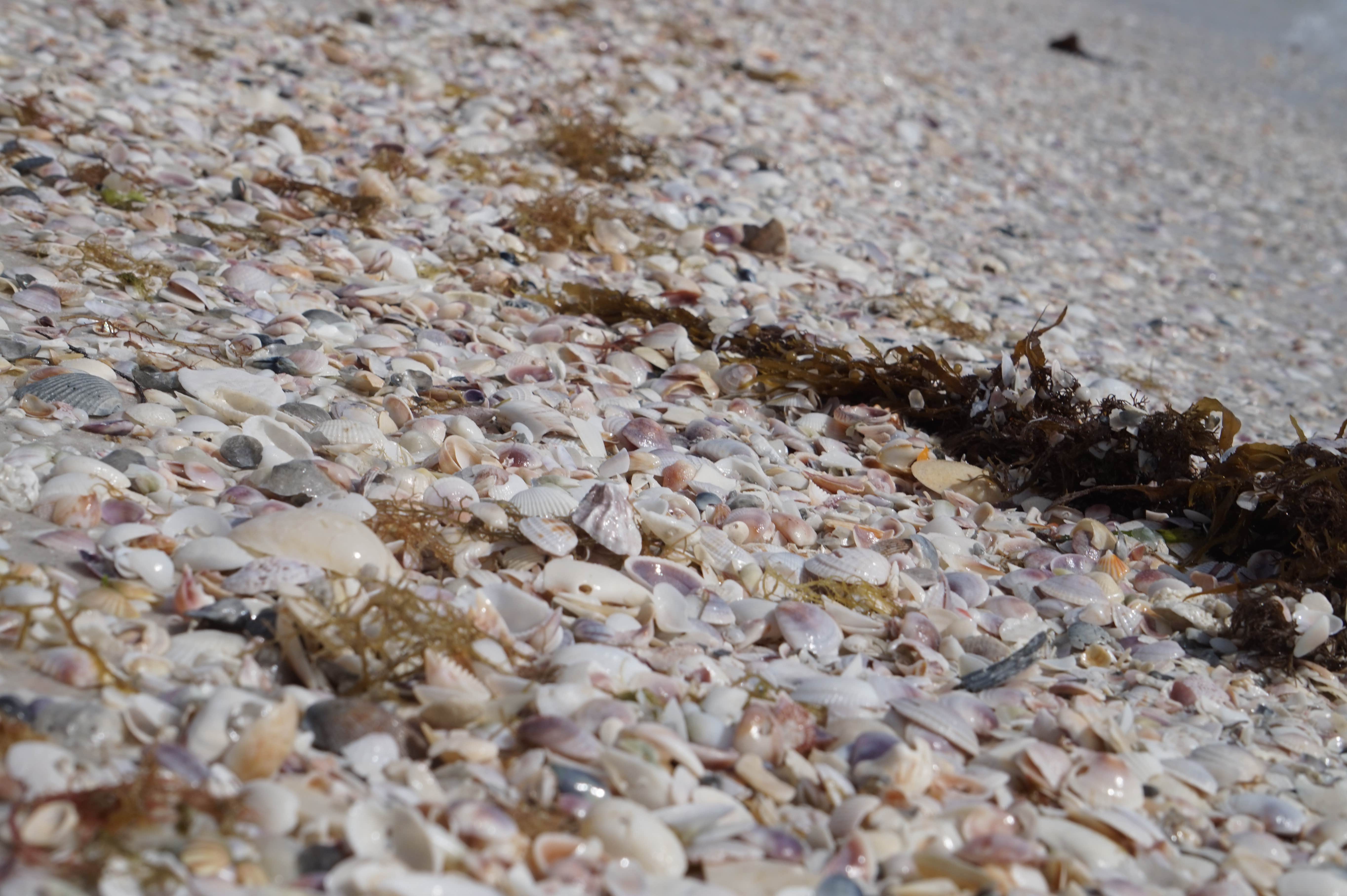 Shell Key Preserve | The Dyrt