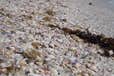 Shell Key Preserve | The Dyrt