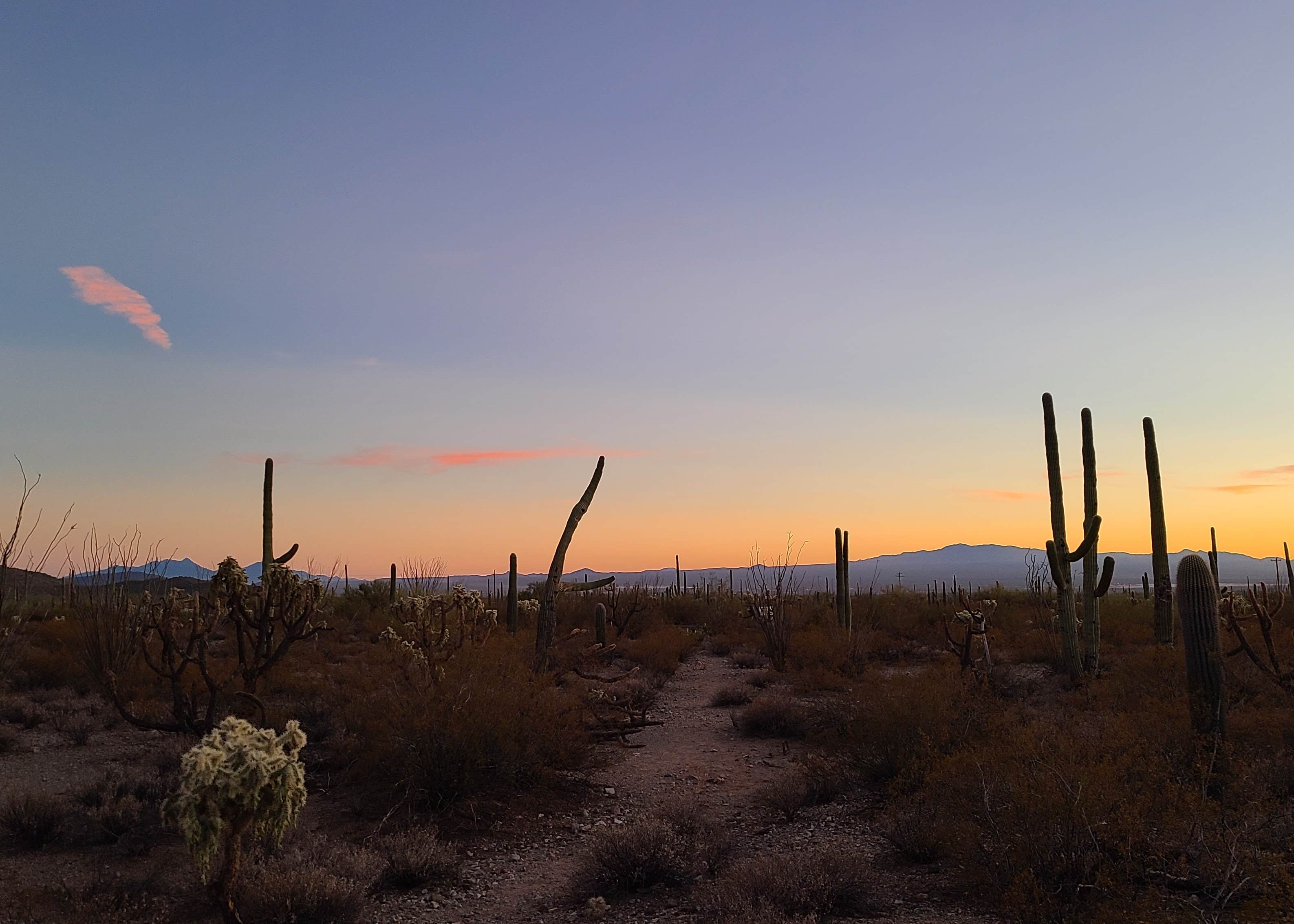 Gilbert Ray Campground Camping | Tucson, AZ | The Dyrt