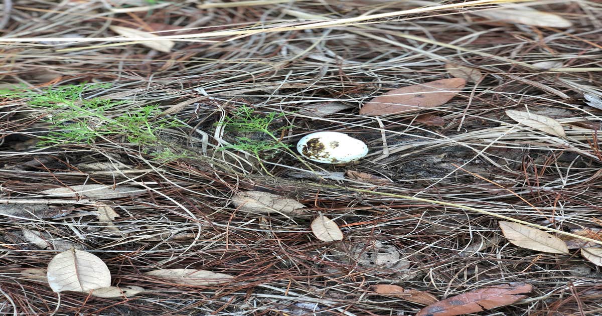 Jay B. Starkey Wilderness Park Camping | New Port Richey, Florida