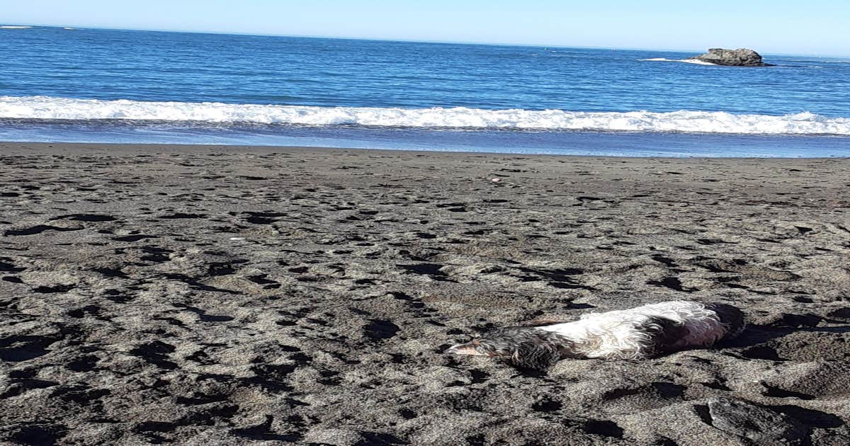 Cleone Campground | Fort Bragg, CA