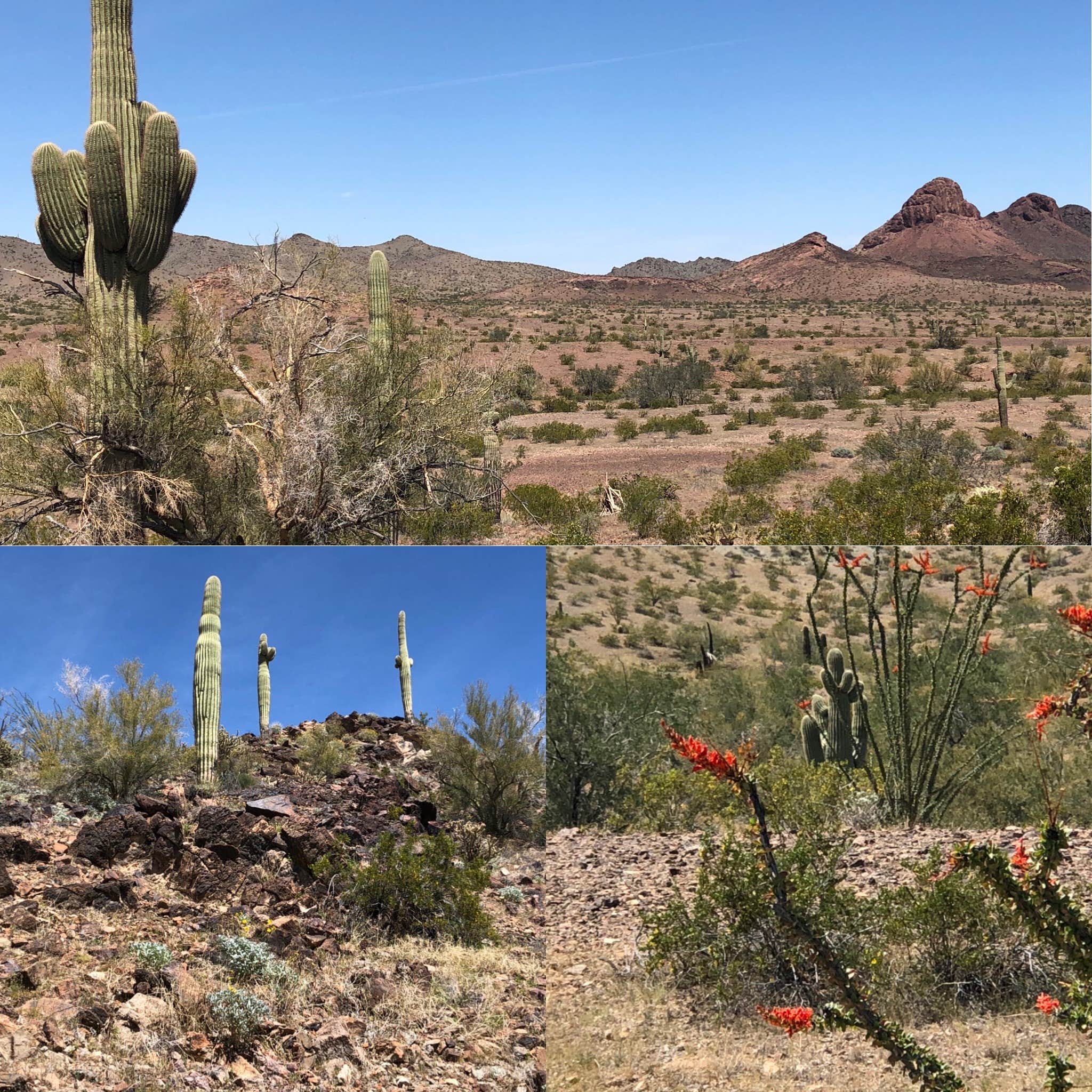 Bouse Community Park Camping | Bouse, AZ