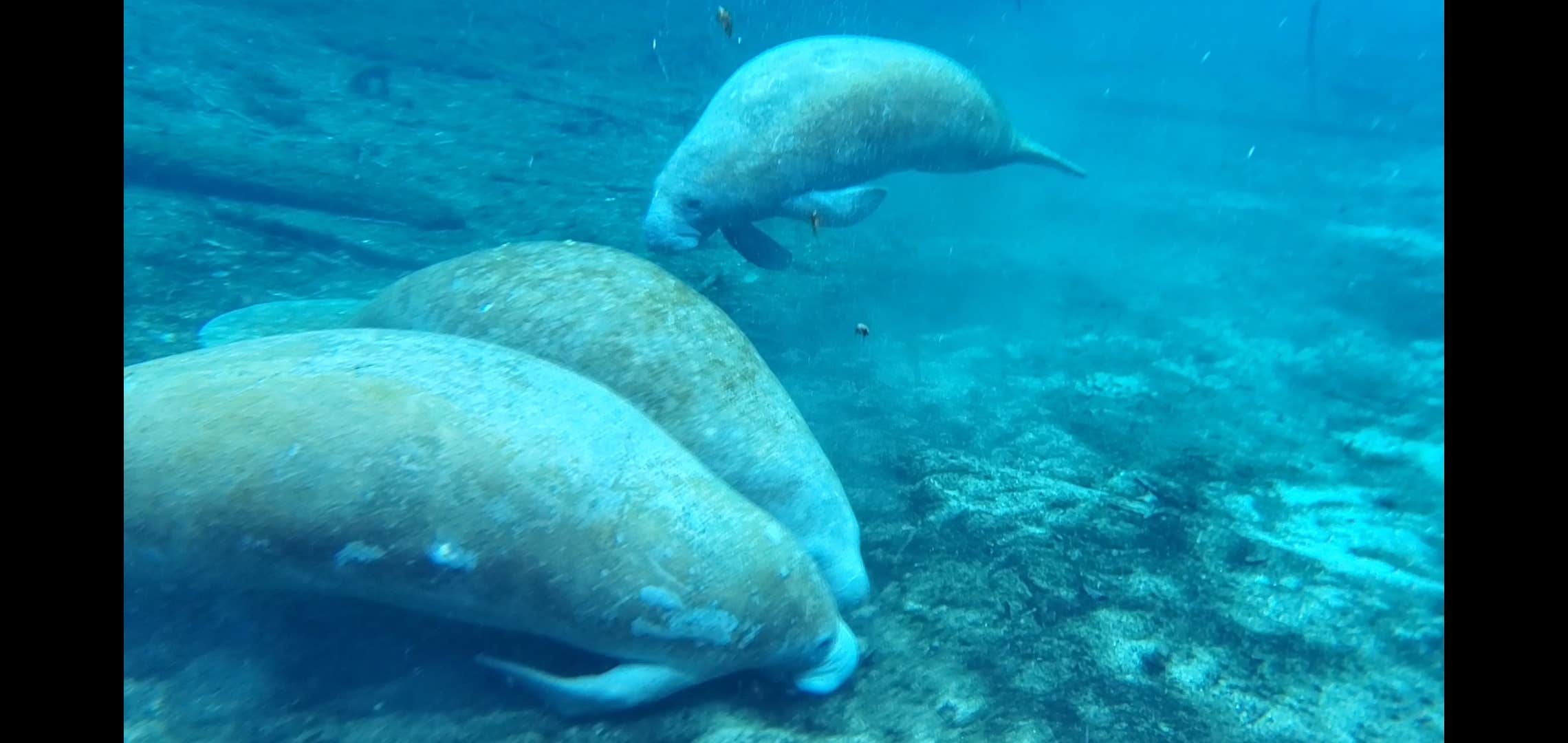 Ellie Ray's River RV Resort | The Dyrt