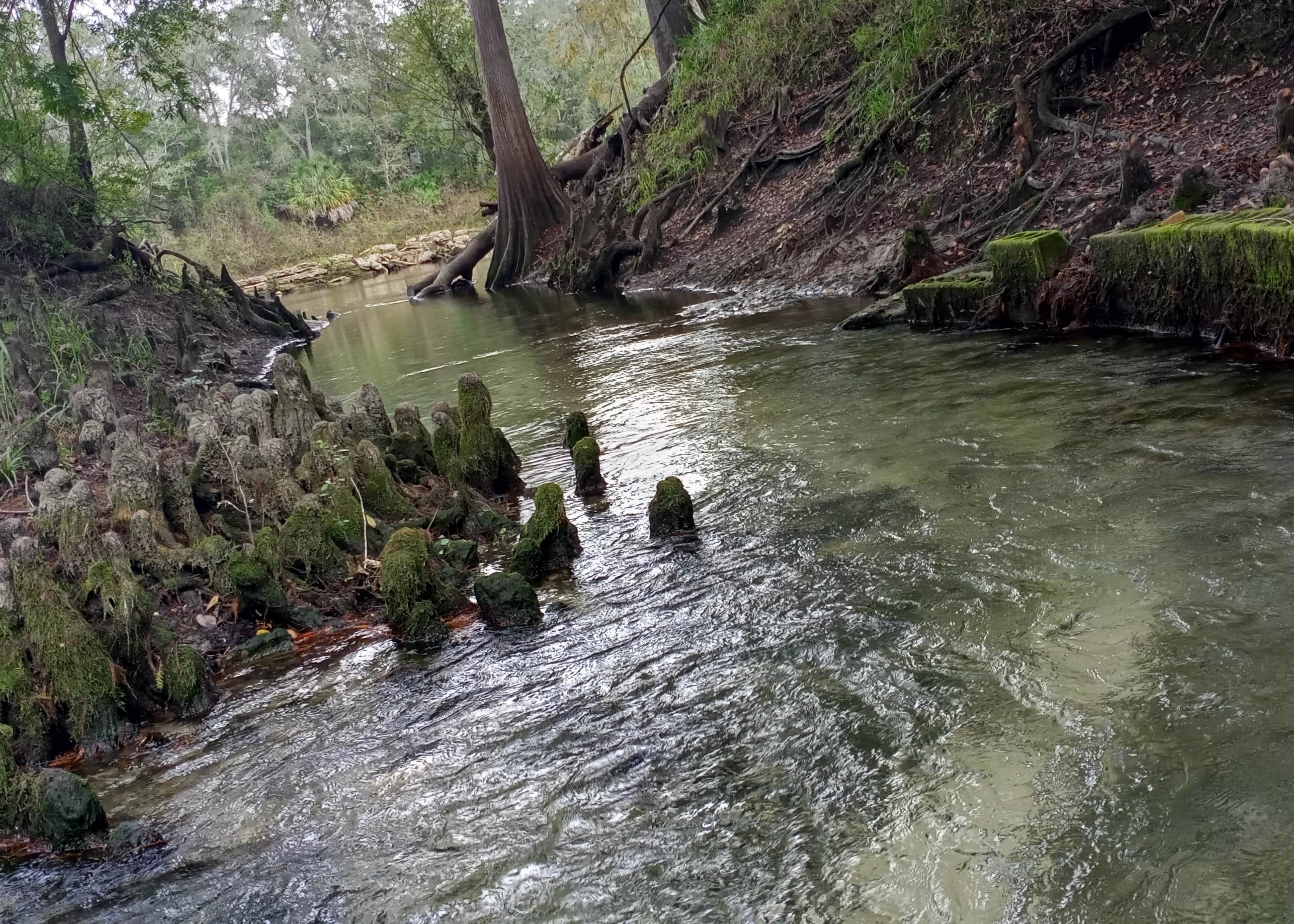 Suwannee River Rendezvous Resort and Campground Camping | The Dyrt