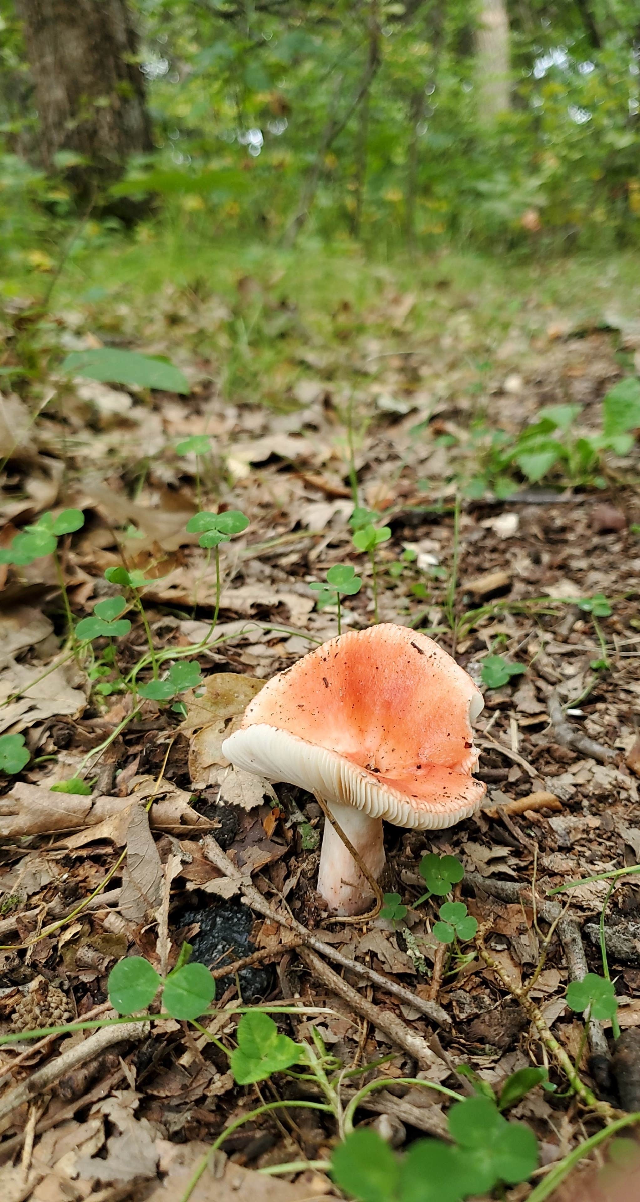 Ann Lake Camping | Big Lake, MN