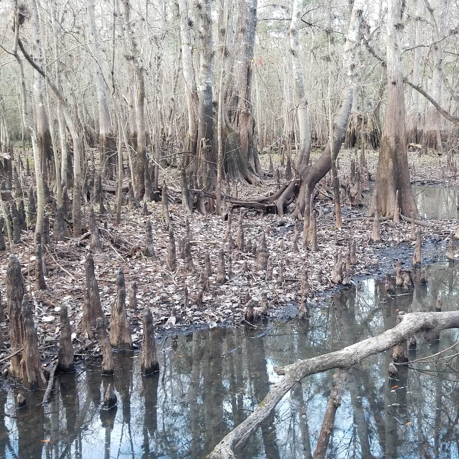 Green Swamp — East Tract Camping | Cumpressco, FL | The Dyrt