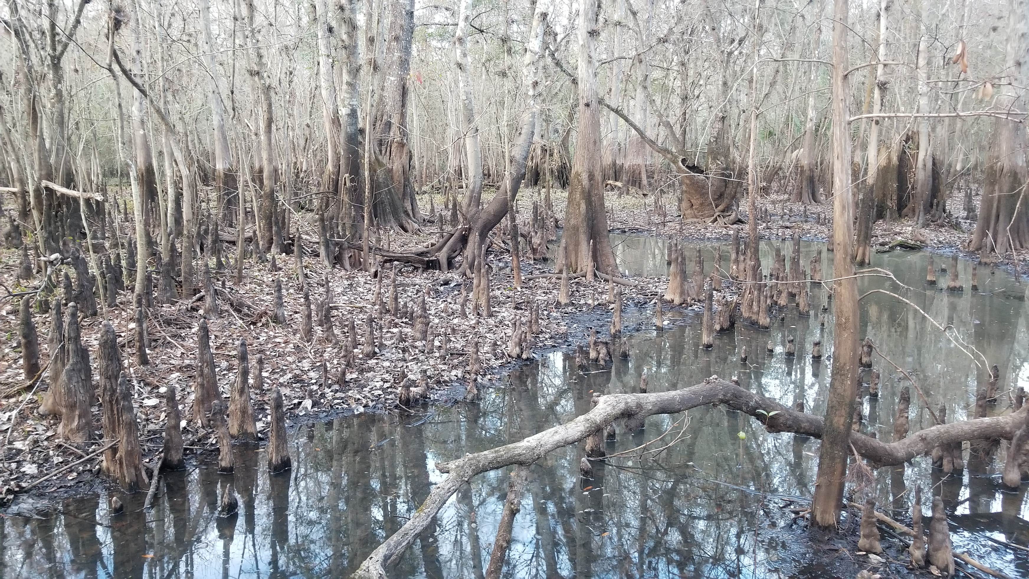 Green Swamp — East Tract Camping | The Dyrt