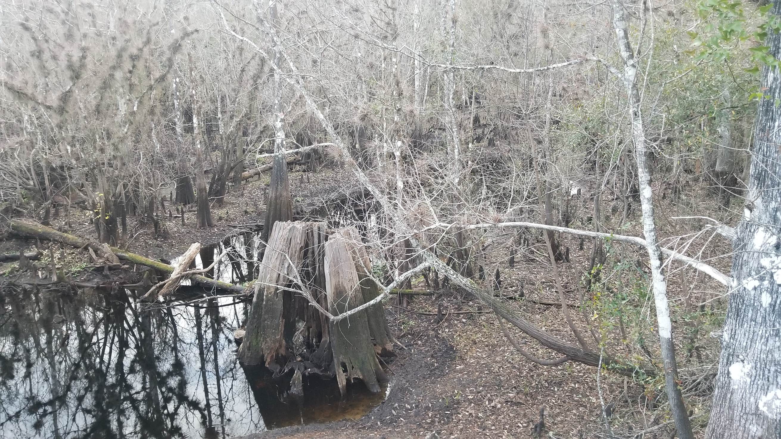 Green Swamp — East Tract | The Dyrt