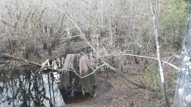 Green Swamp — East Tract | The Dyrt