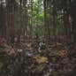 October Mountain State Forest Camping | The Dyrt