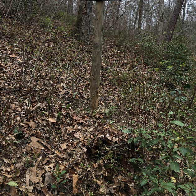 Skyway Loop Backcountry Site Near Chinnabee Camping | Munford, Alabama