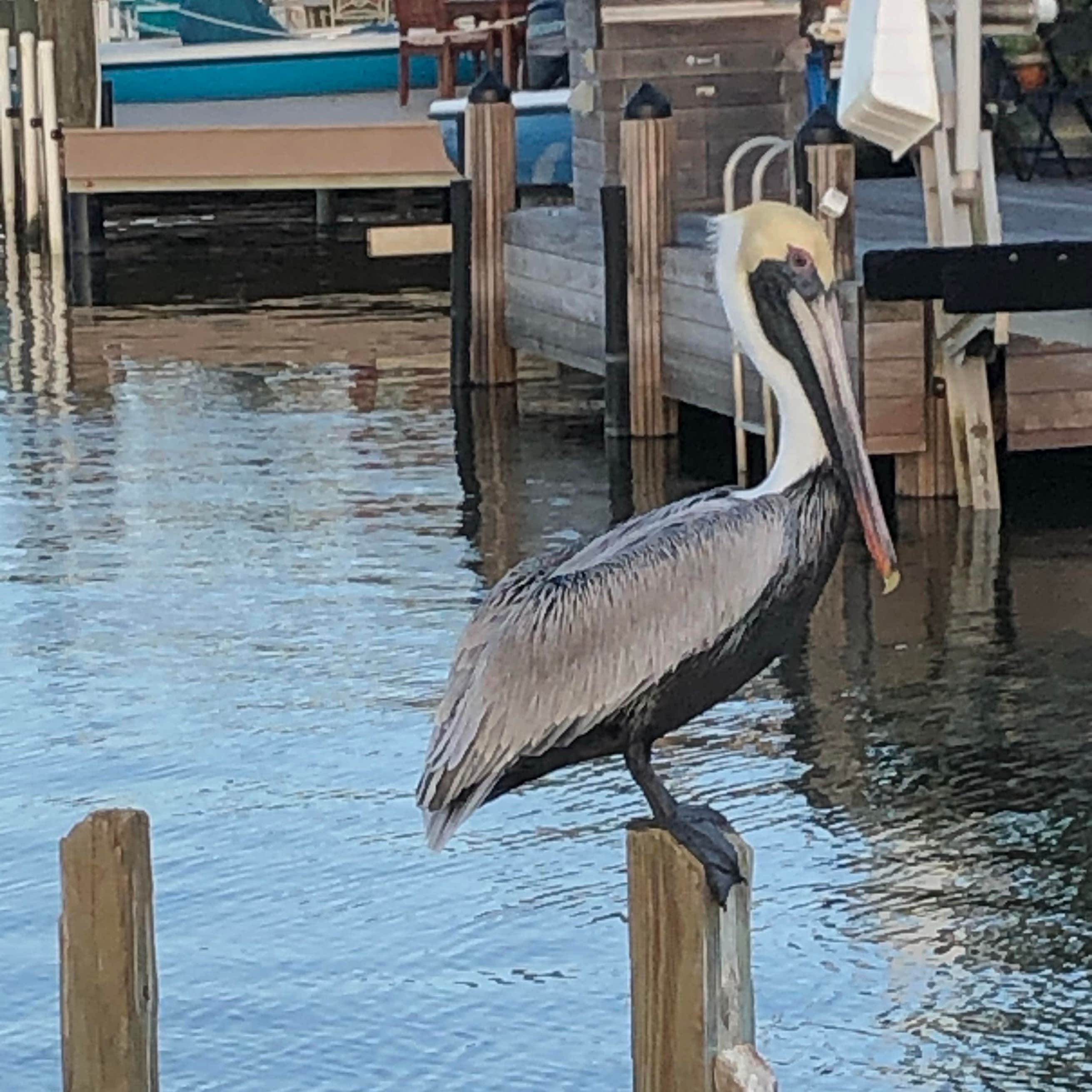 Outdoor Resorts-Chokoloskee Island Camping | Everglades City, Florida