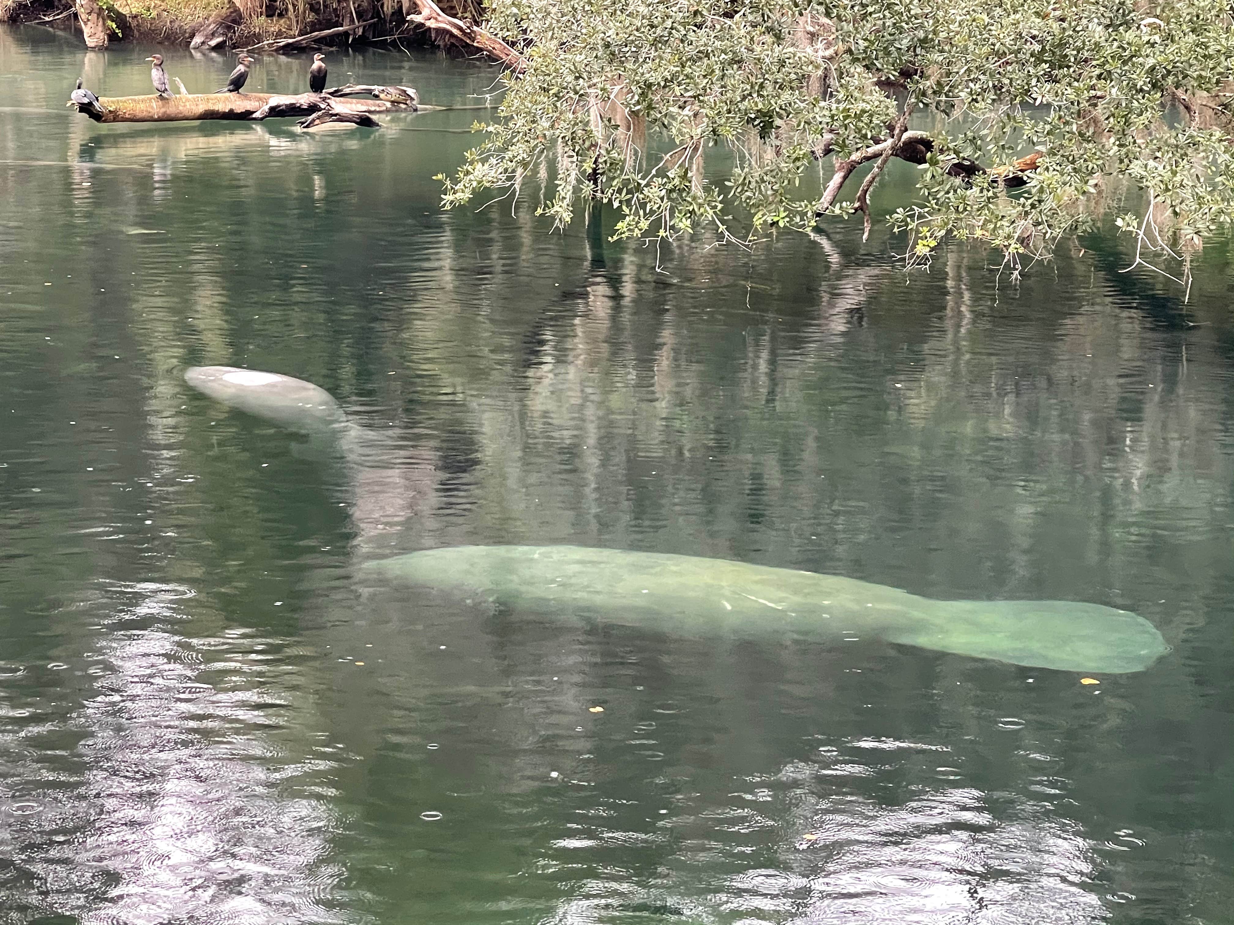 Orange City RV Resort, A Sun RV Resort Camping | The Dyrt