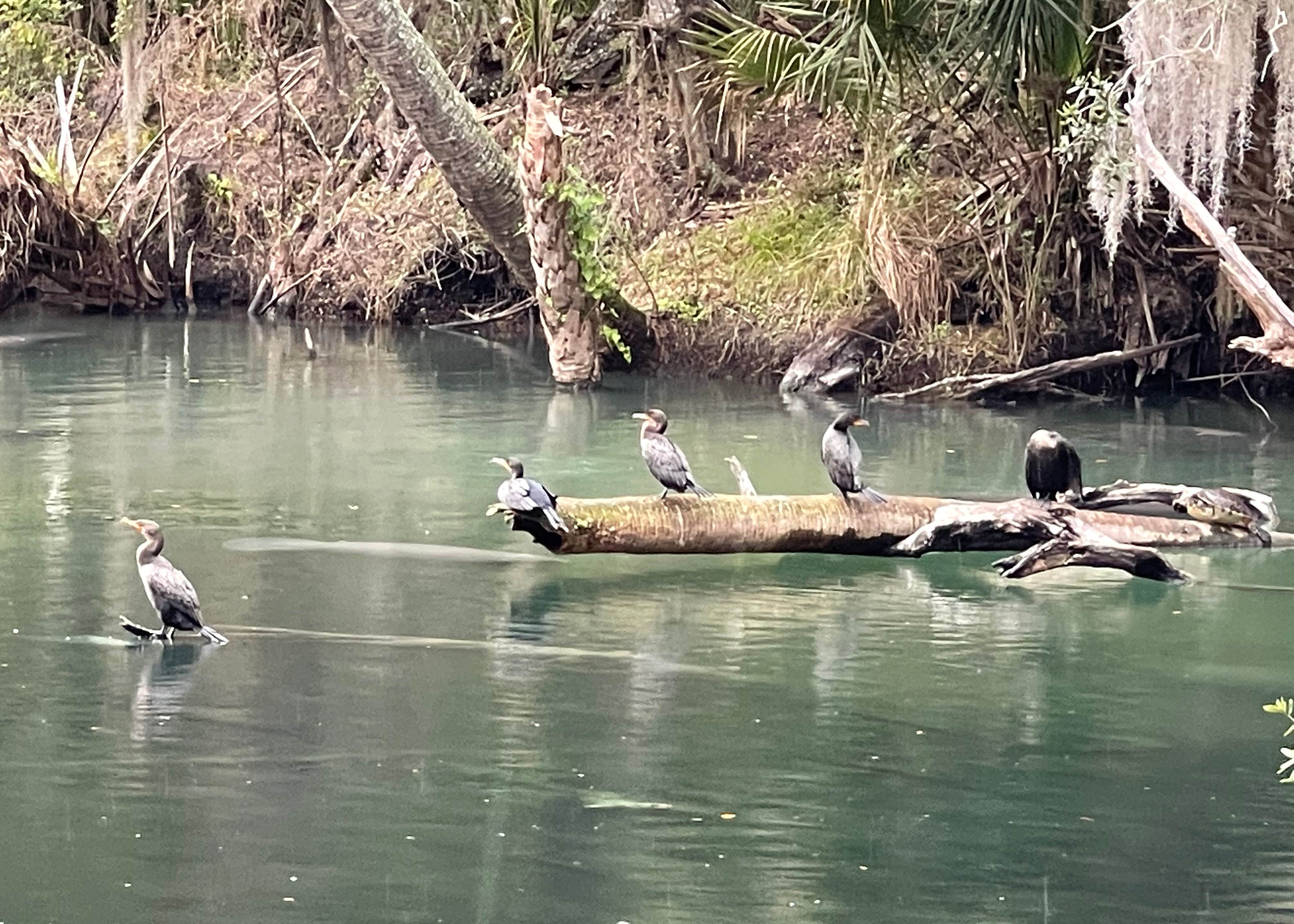 Orange City RV Resort, A Sun RV Resort Camping | The Dyrt