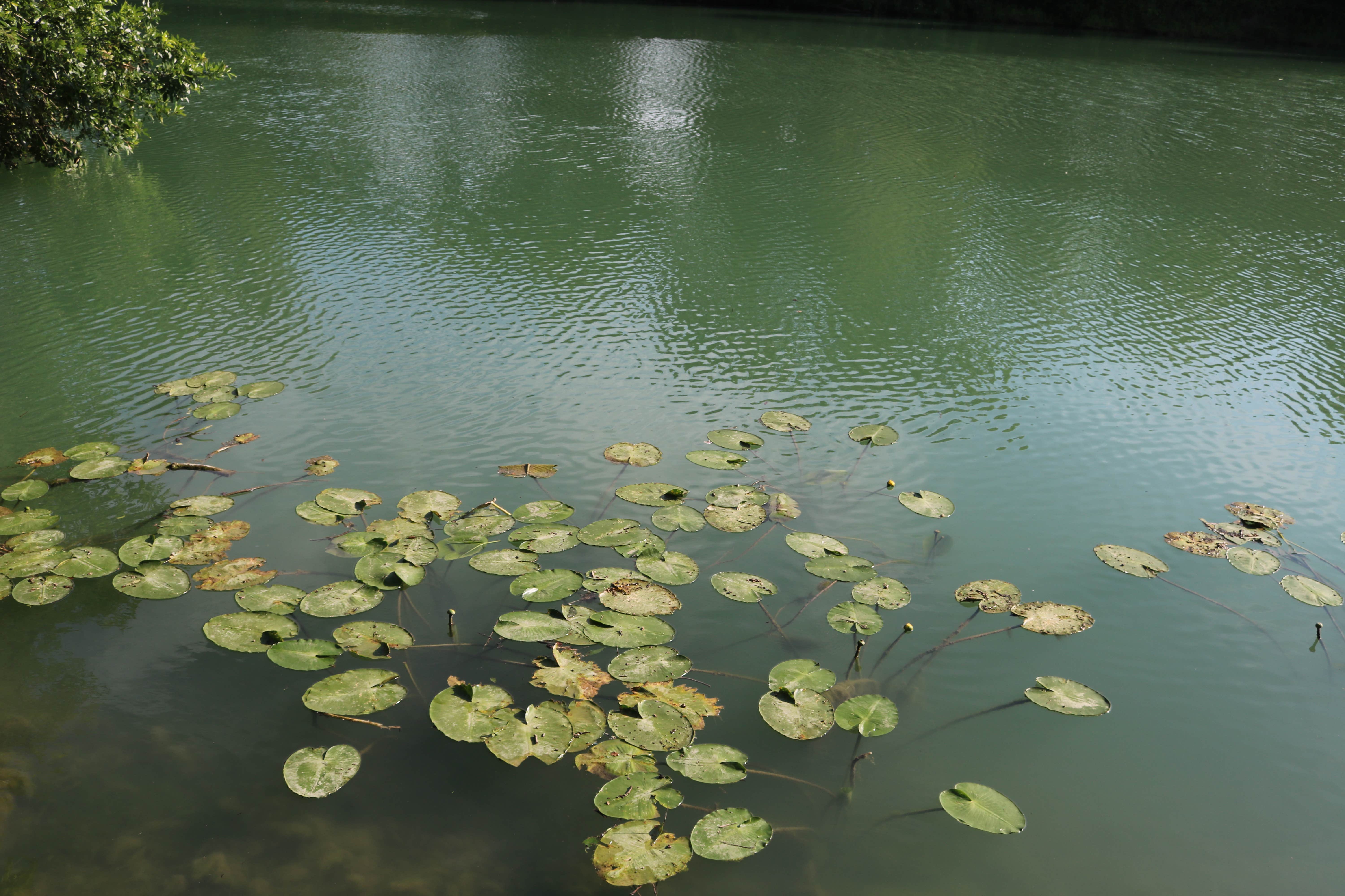 River Shade RV Park | Seguin, TX