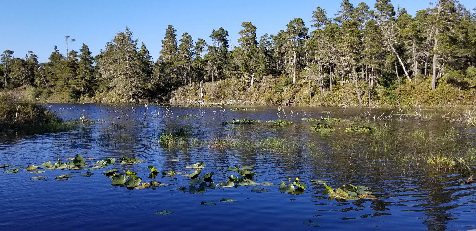 Bluebill Campground | North Bend, OR