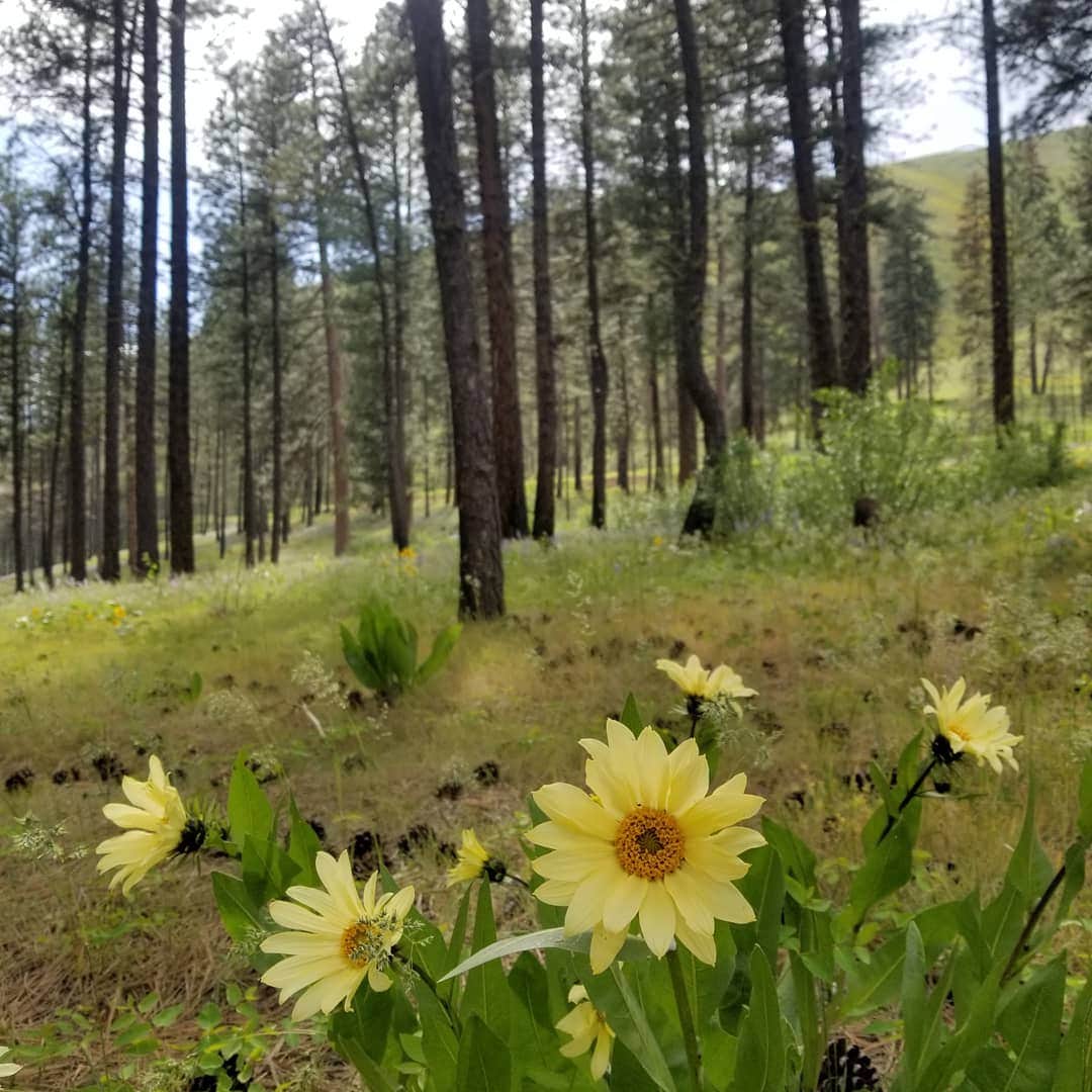 Pine Flats Campground | Lowman, ID