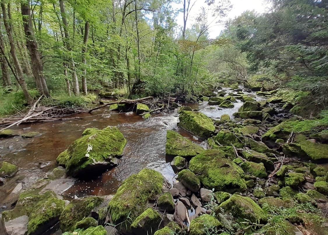 Chipmunk Rapids Camping | The Dyrt