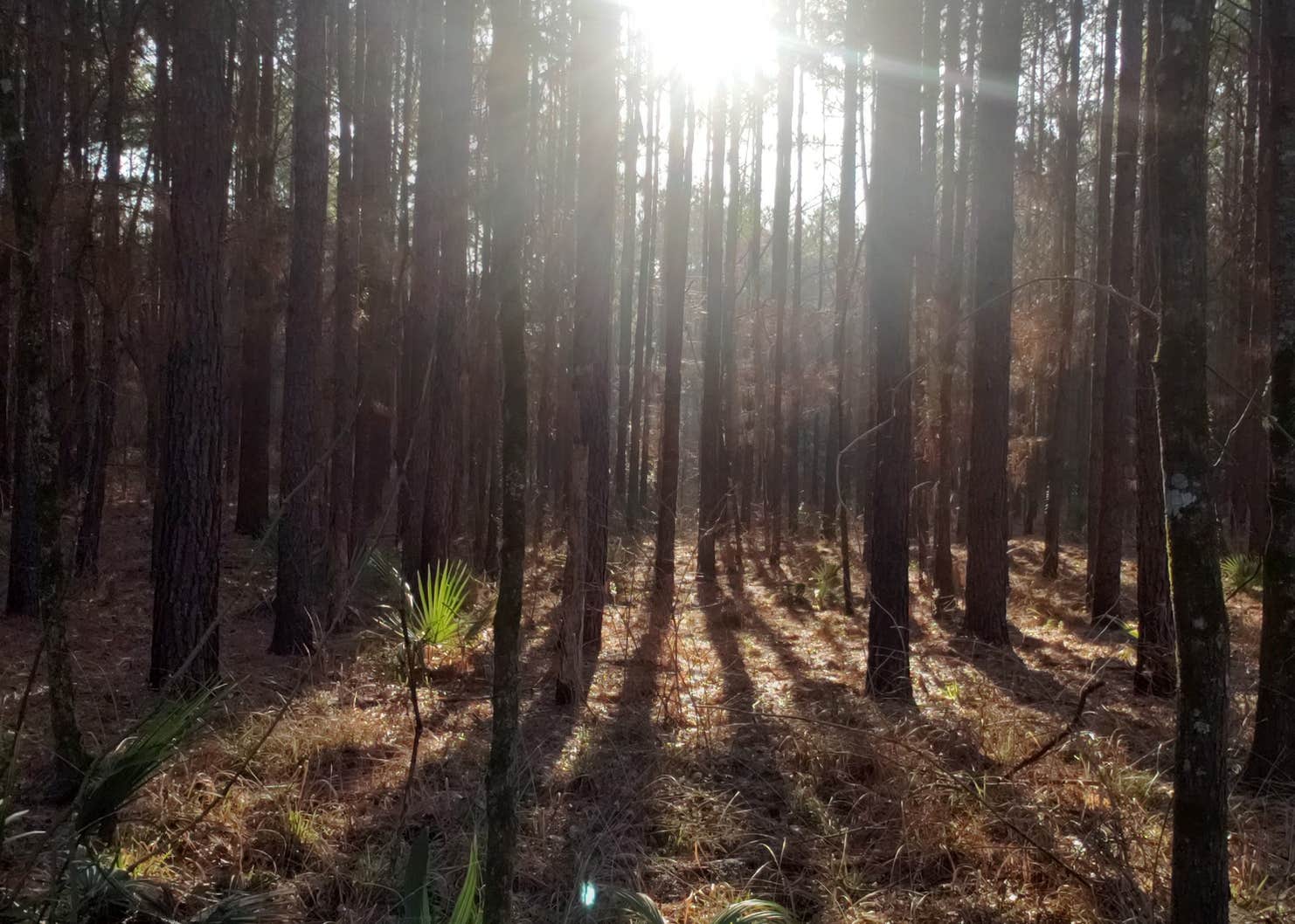 Boykin Springs Recreation Area Camping | The Dyrt