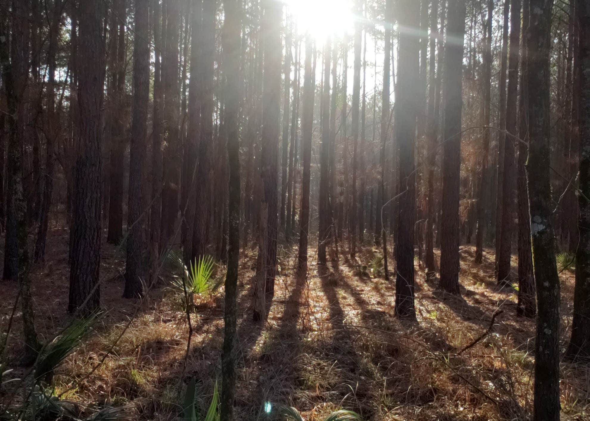 Boykin Springs Recreation Area Camping | The Dyrt