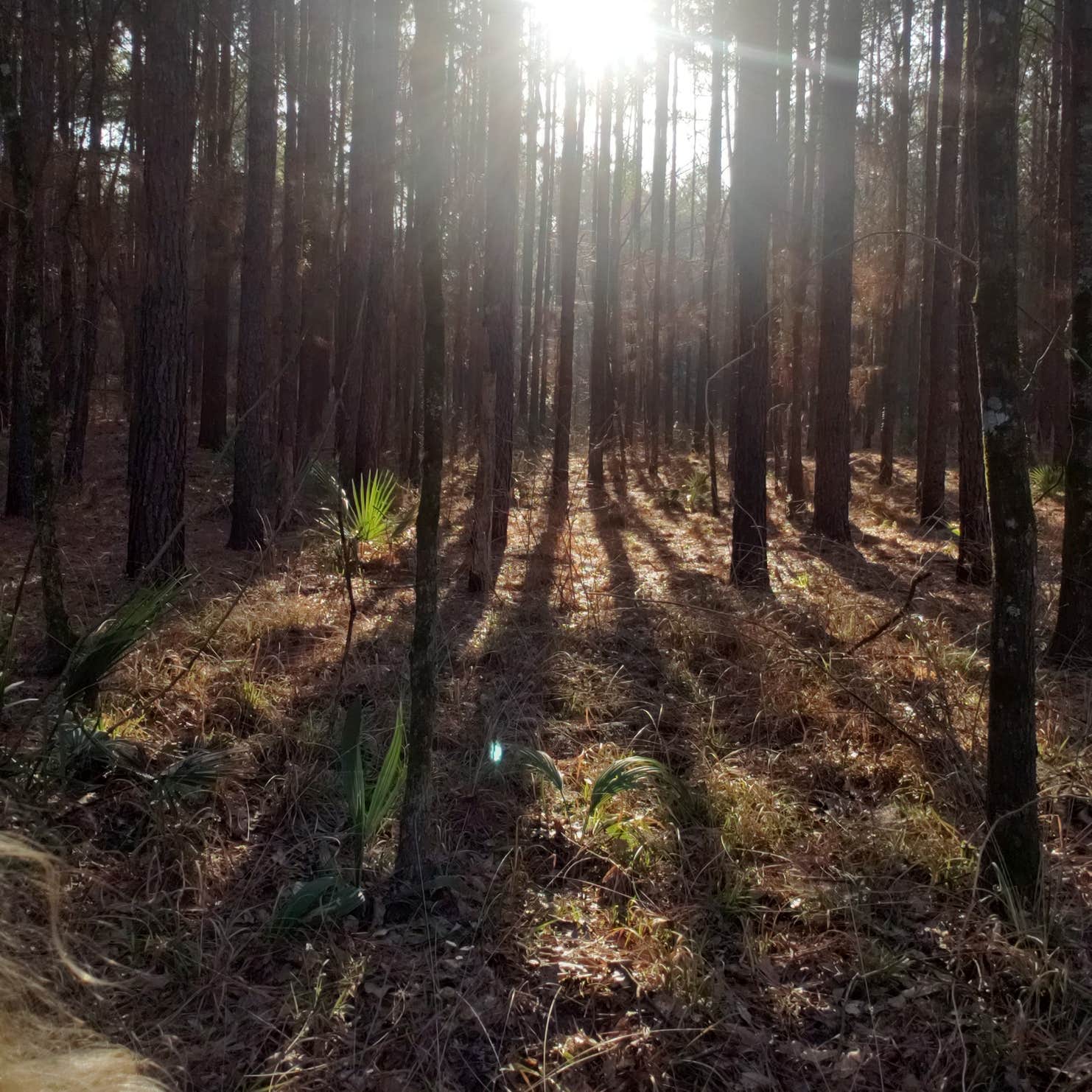 Boykin Springs Recreation Area Camping | Angelina National Forest, Texas