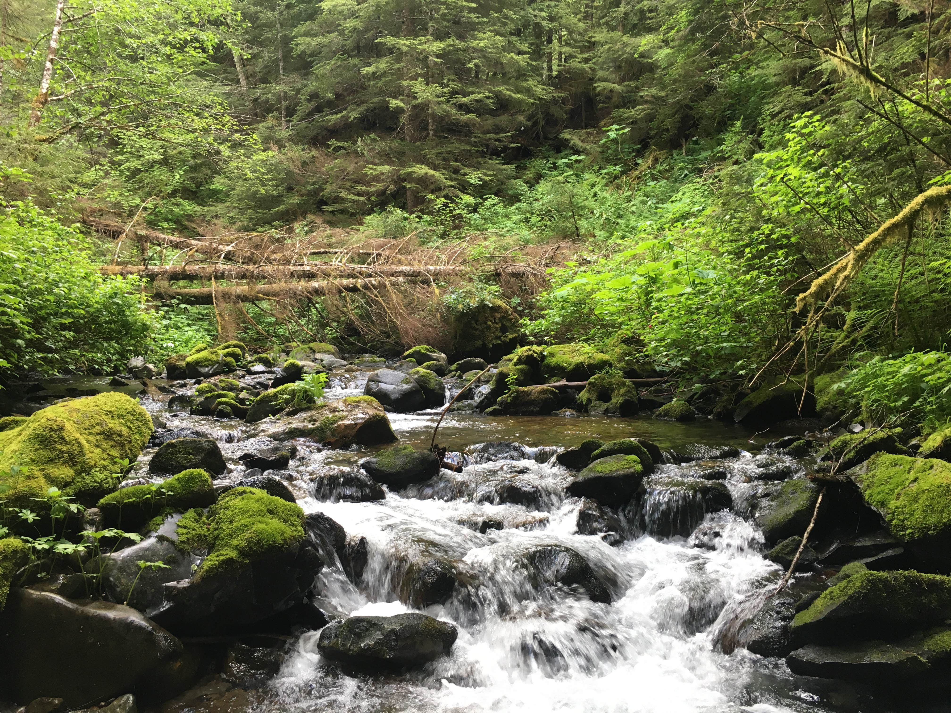 Sunset Falls Campground | Yacolt, WA
