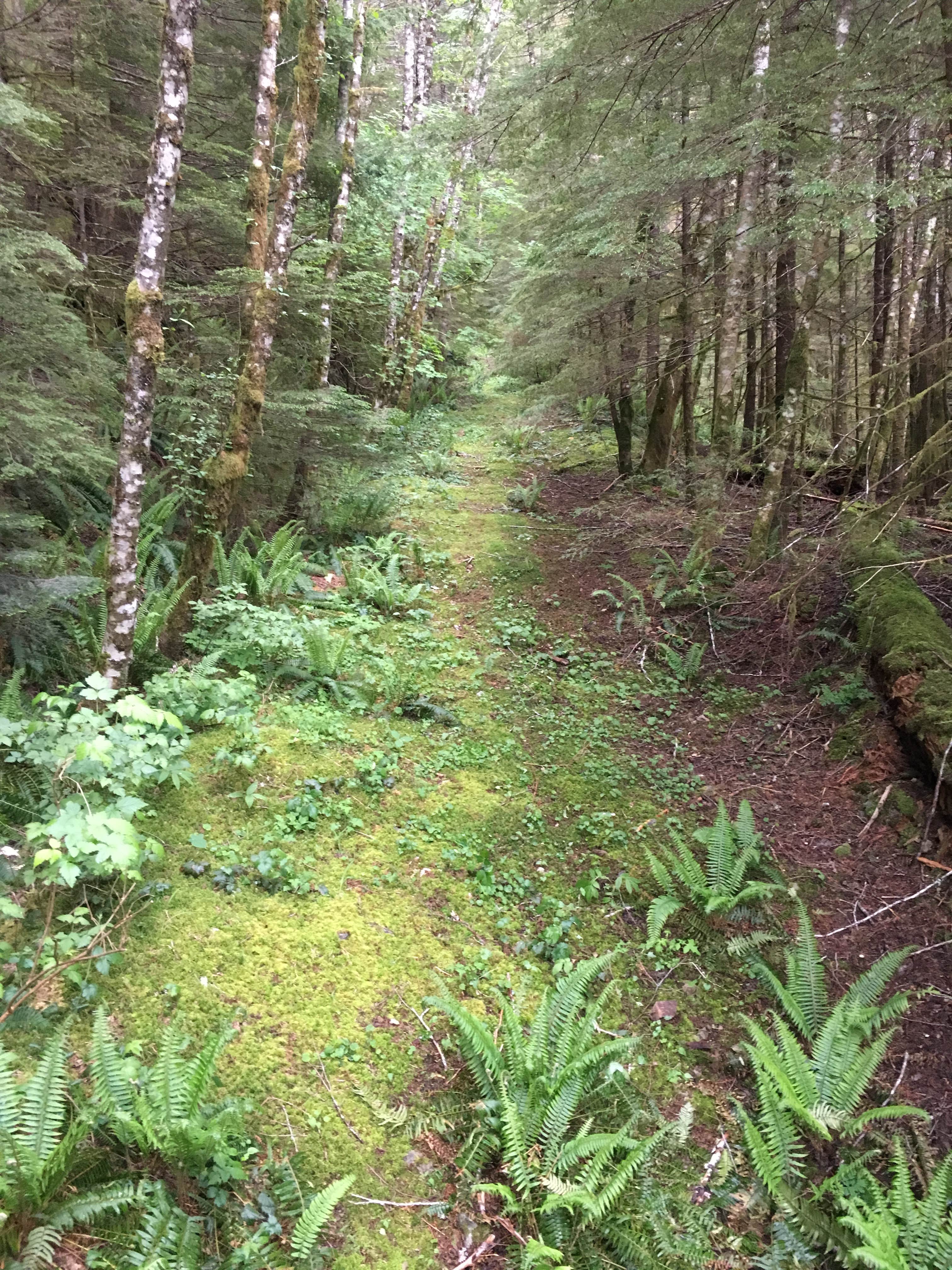 Sunset Falls Campground | Yacolt, WA
