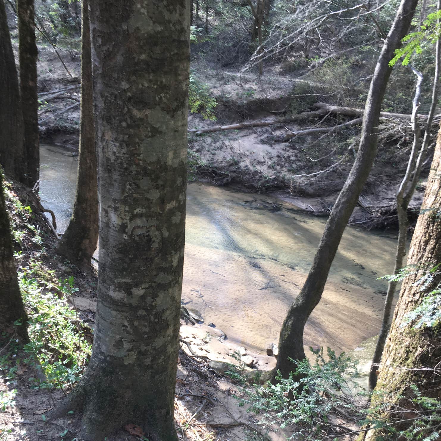 Sipsey Wilderness Backcountry Site (Trail 200 Site J) Camping ...