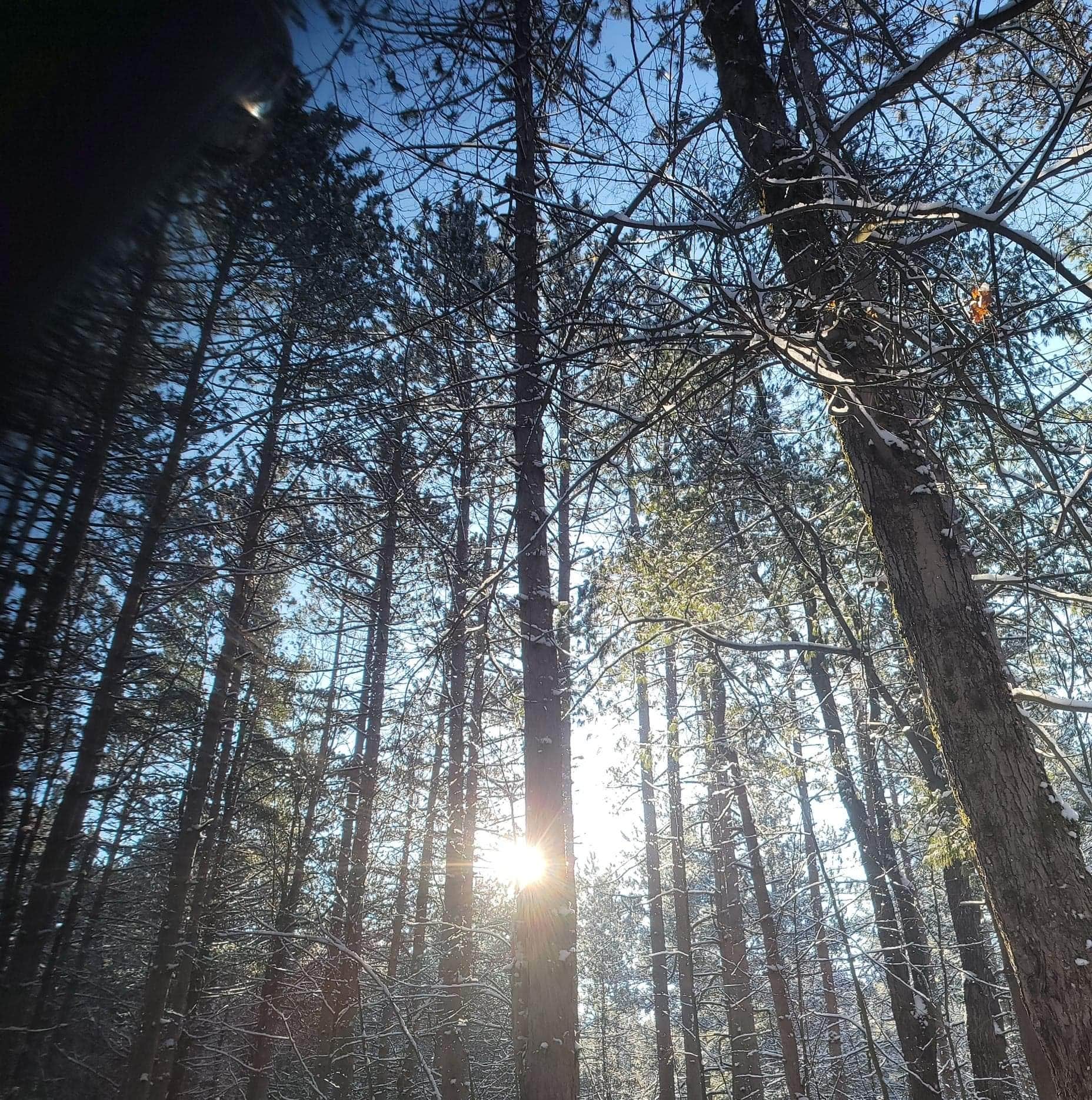 East Otto State Forest Camping | East Otto, NY