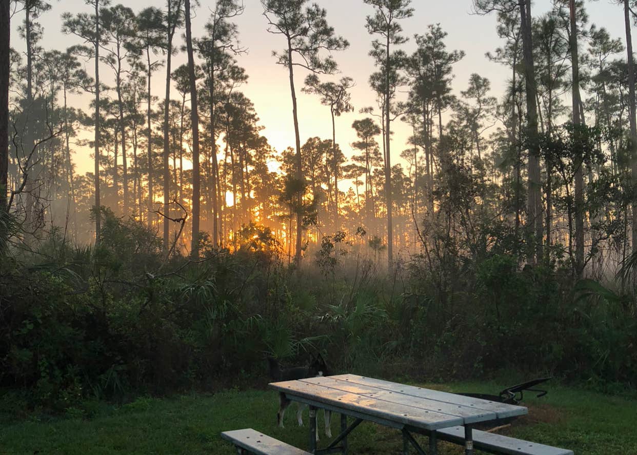 Long Pine Key Campground Camping | The Dyrt