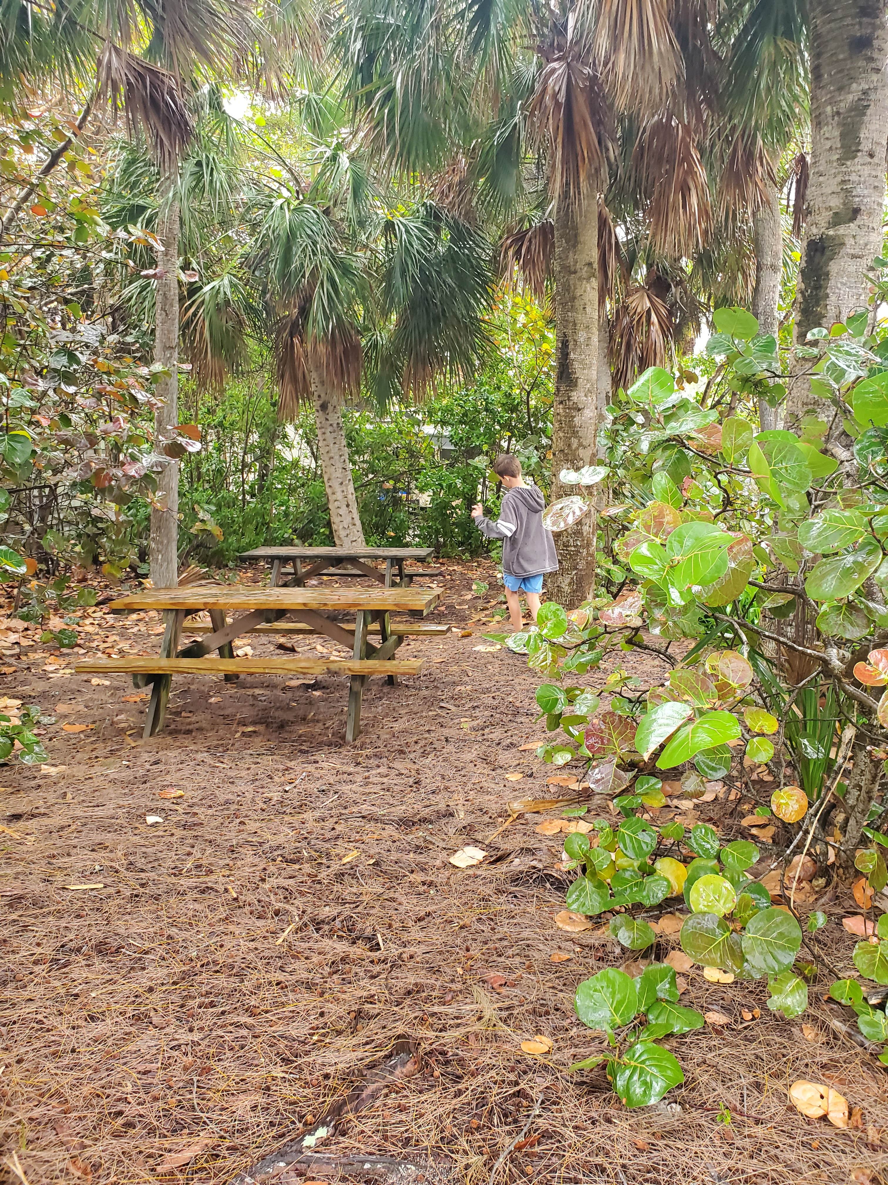 Turtle Beach Campground | The Dyrt