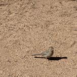 Dragoon Mountains Camping | The Dyrt