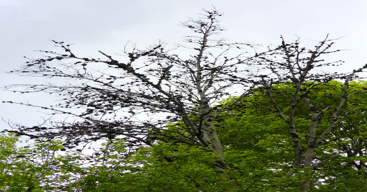 Baker Campground - Baker Park Reserve | Maple Plain, Minnesota