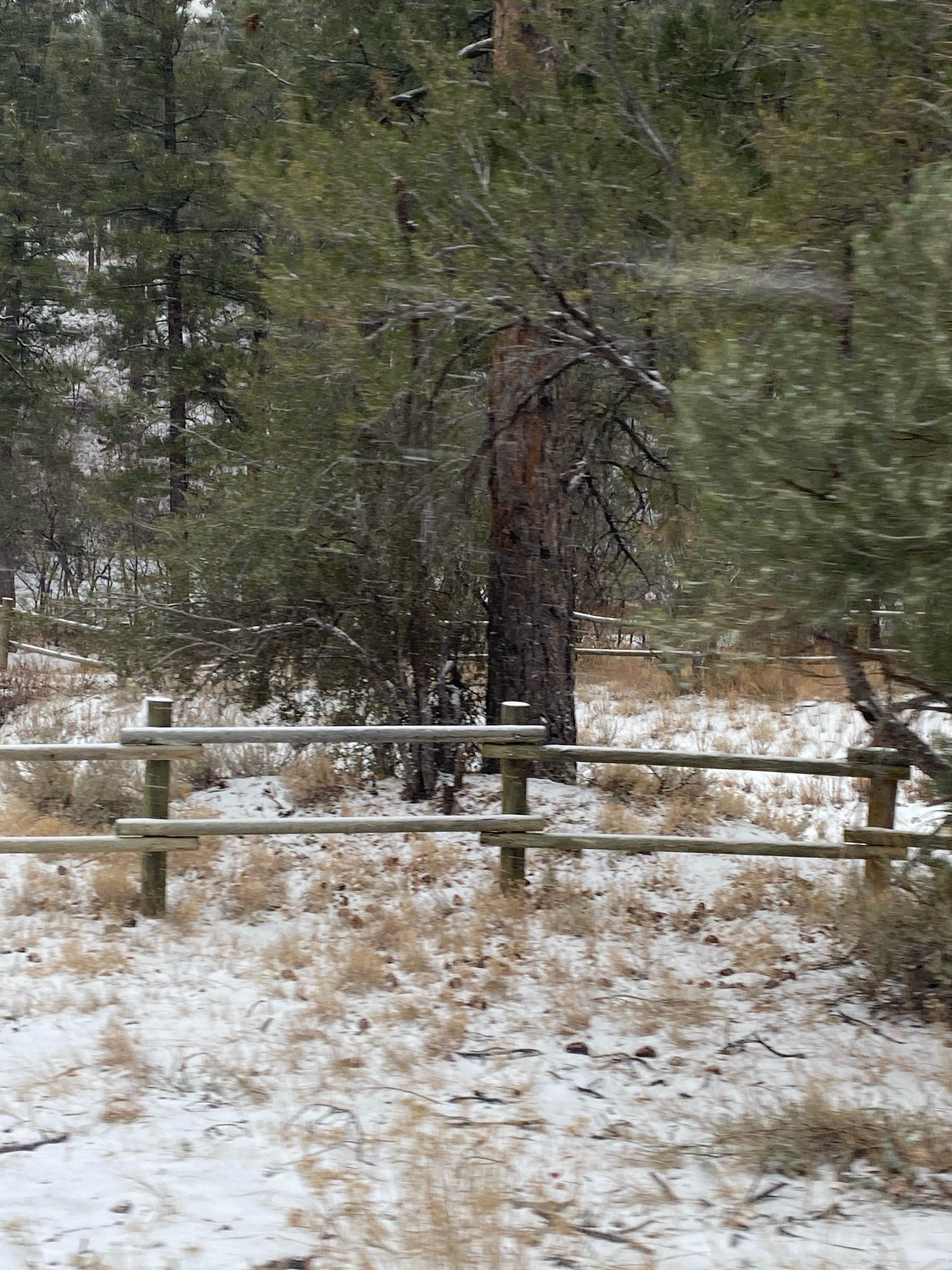 Kyle Canyon Campground Camping | The Dyrt