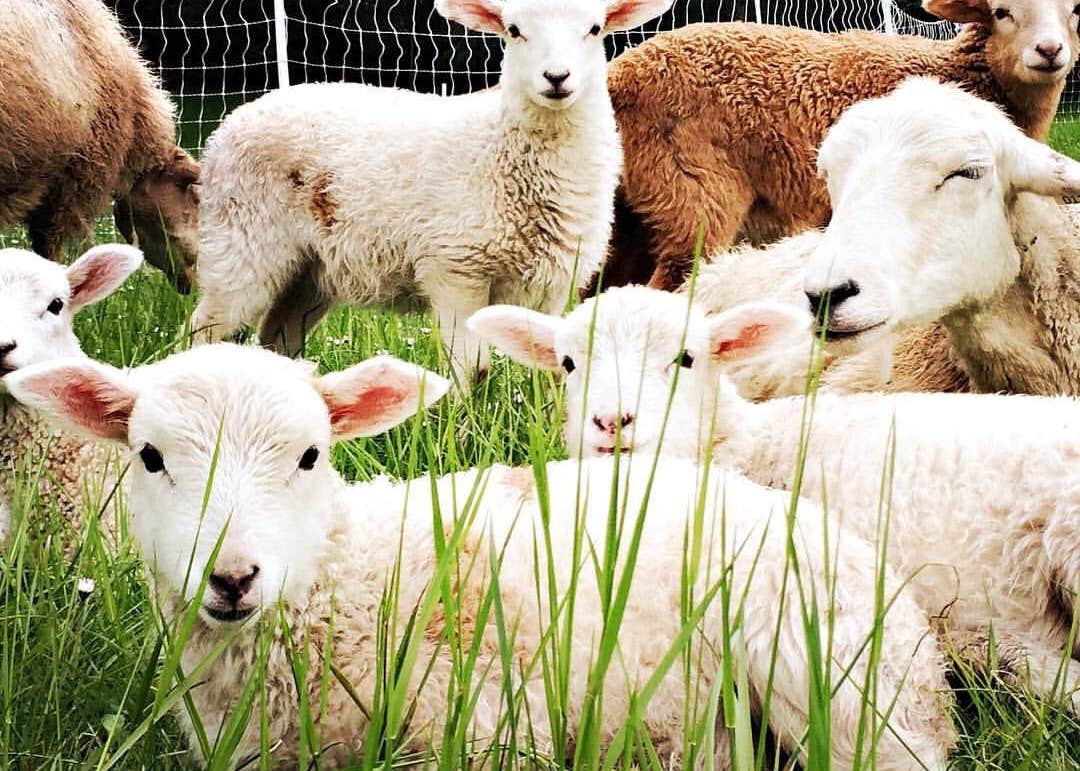 Leaping Lamb Farm Camping | The Dyrt